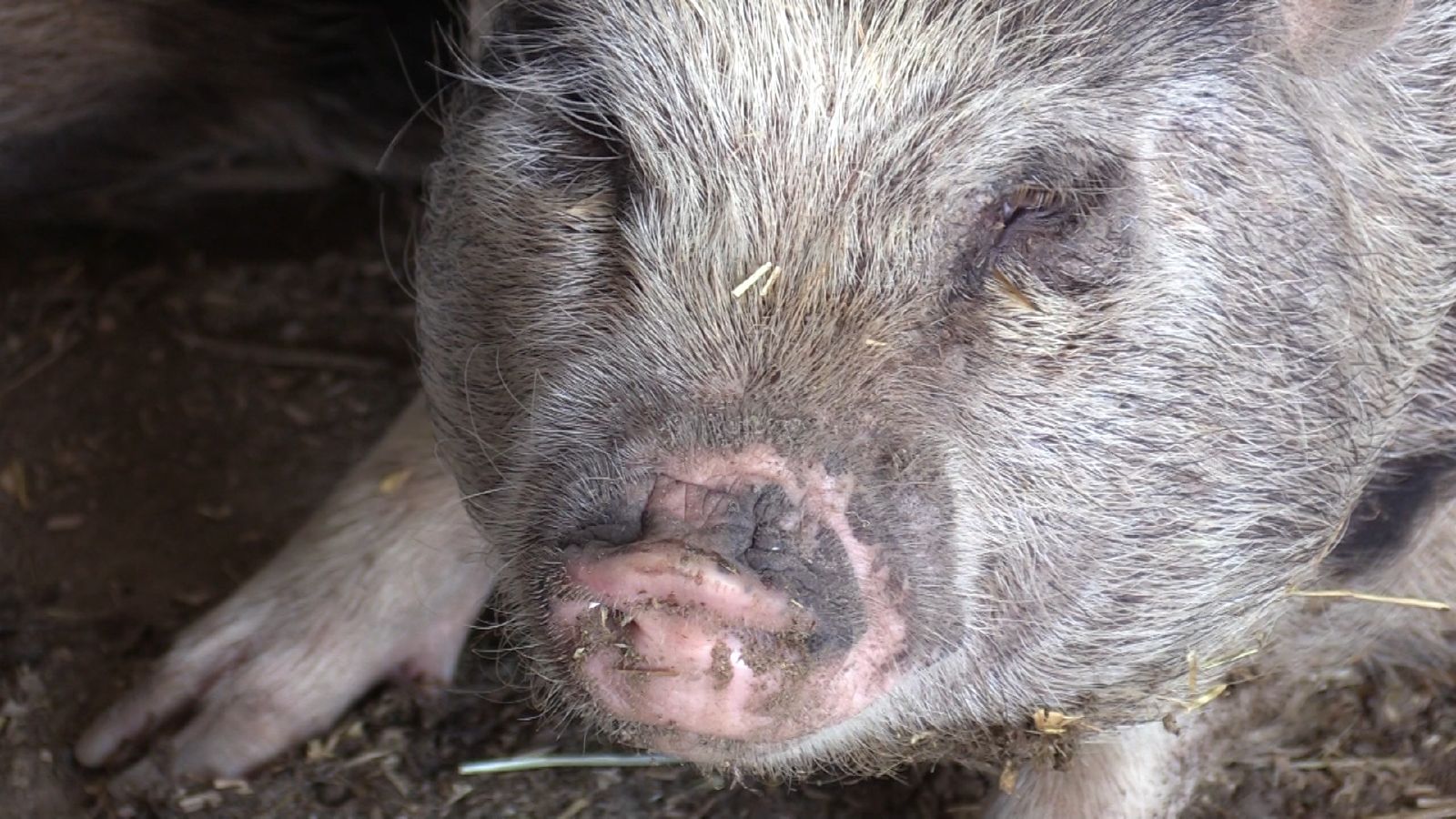 Ugly Pigs Wallpapers - Wallpaper Cave