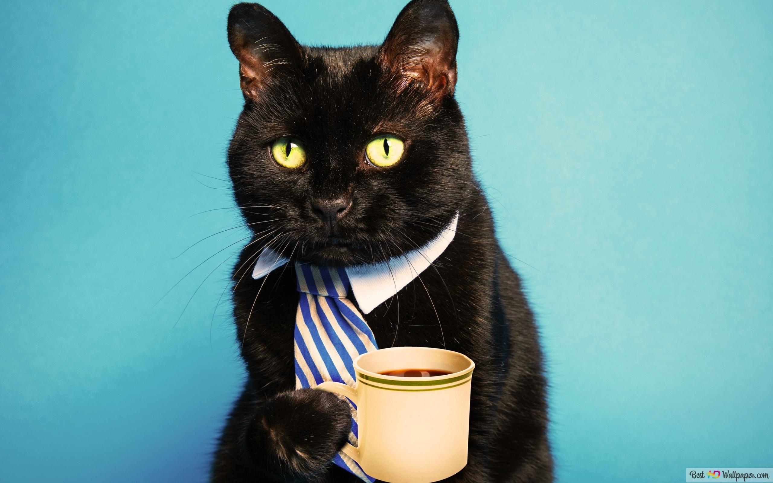 Coffee Cat Wallpapers - Wallpaper Cave