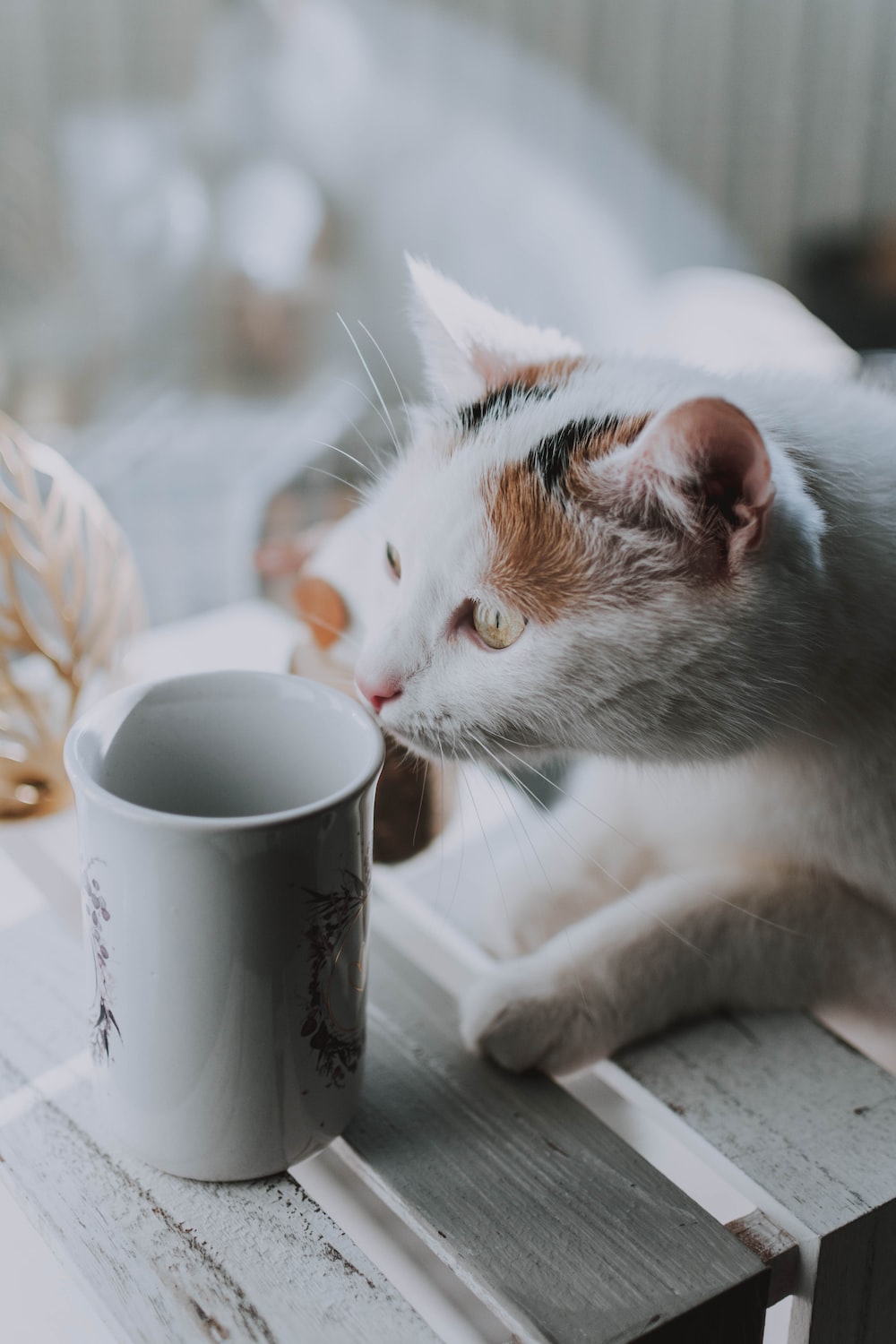 Coffee Cat Wallpapers - Wallpaper Cave