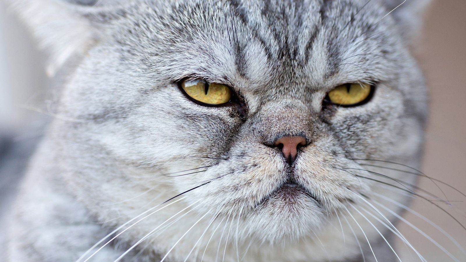 Dumb Cat Wallpapers - Wallpaper Cave