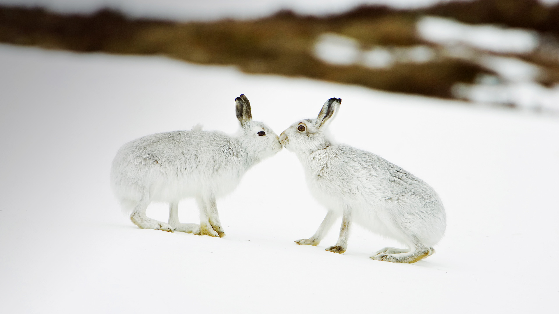 Mountain Hare Wallpapers - Wallpaper Cave