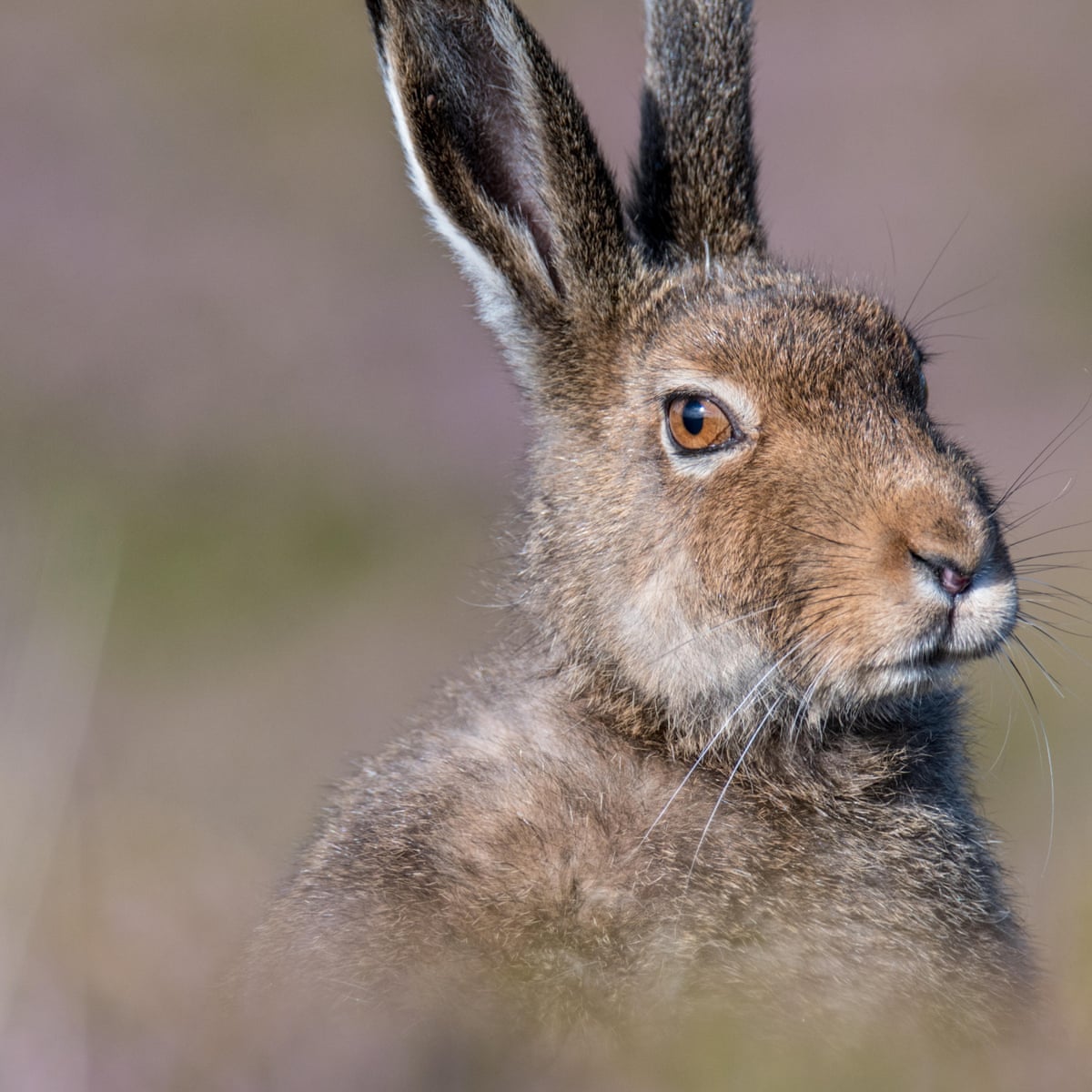 Mountain Hare Wallpapers - Wallpaper Cave
