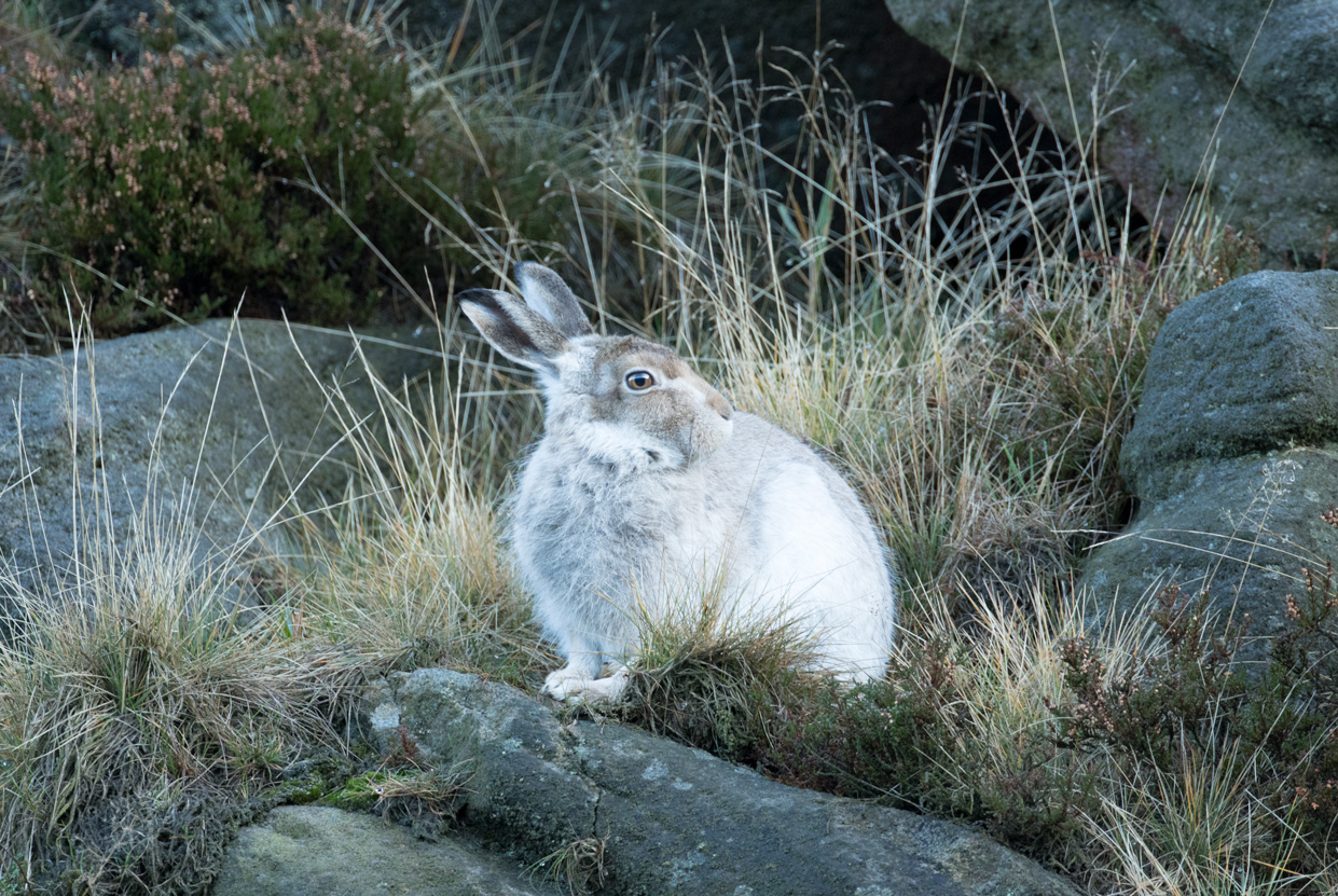 Mountain Hare Wallpapers - Wallpaper Cave