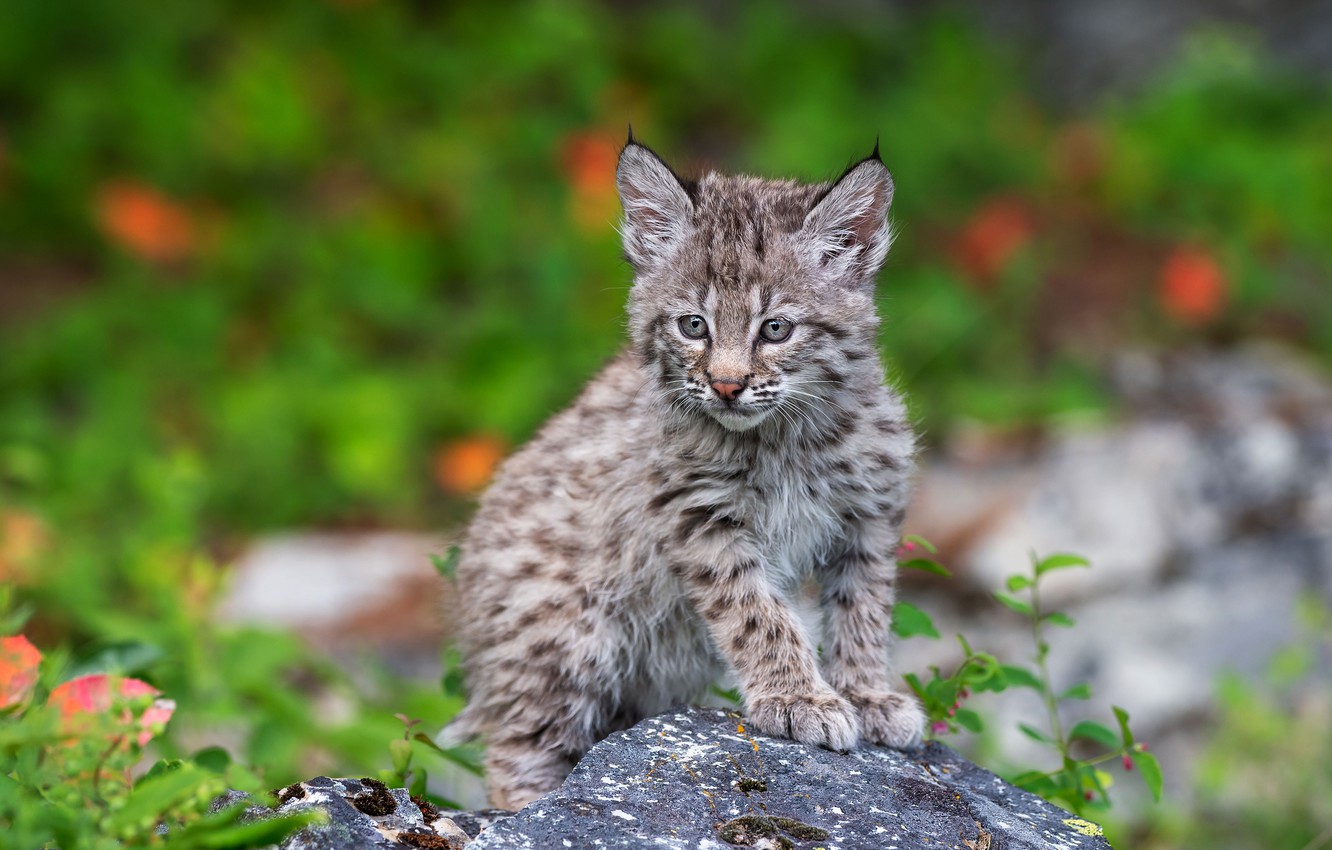 Baby Lynx Wallpapers - Wallpaper Cave