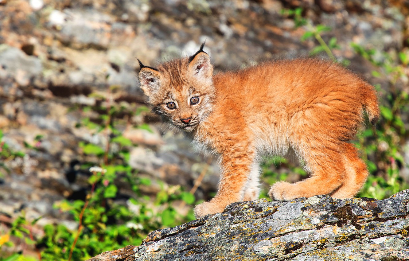 Baby Lynx Wallpapers - Wallpaper Cave