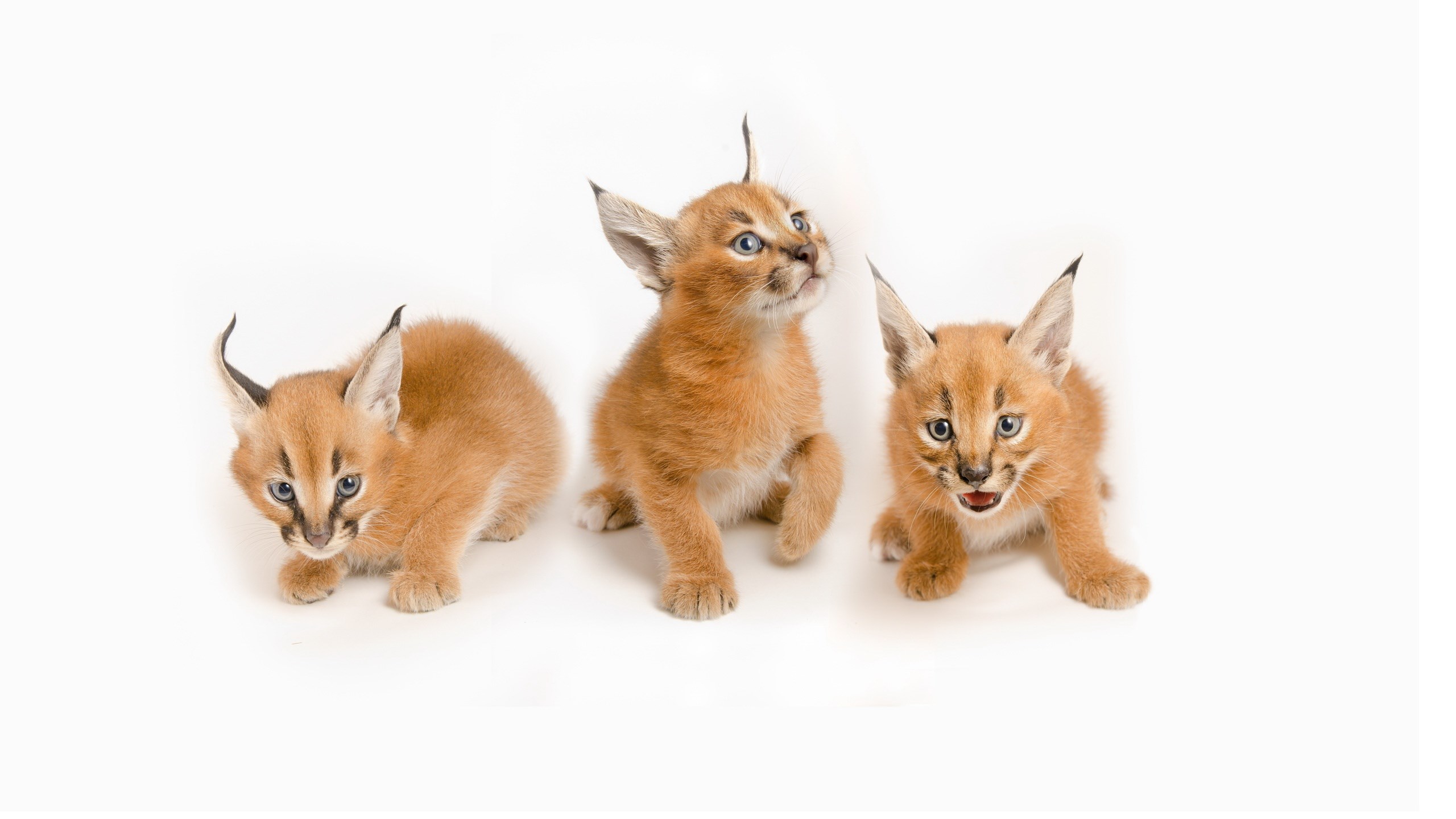 Baby Lynx Wallpapers - Wallpaper Cave