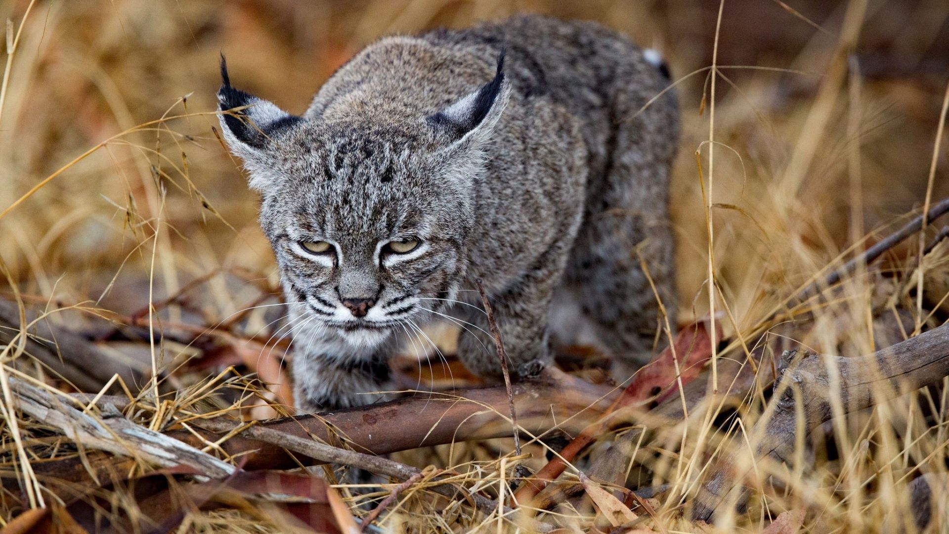 Baby Lynx Wallpapers - Wallpaper Cave