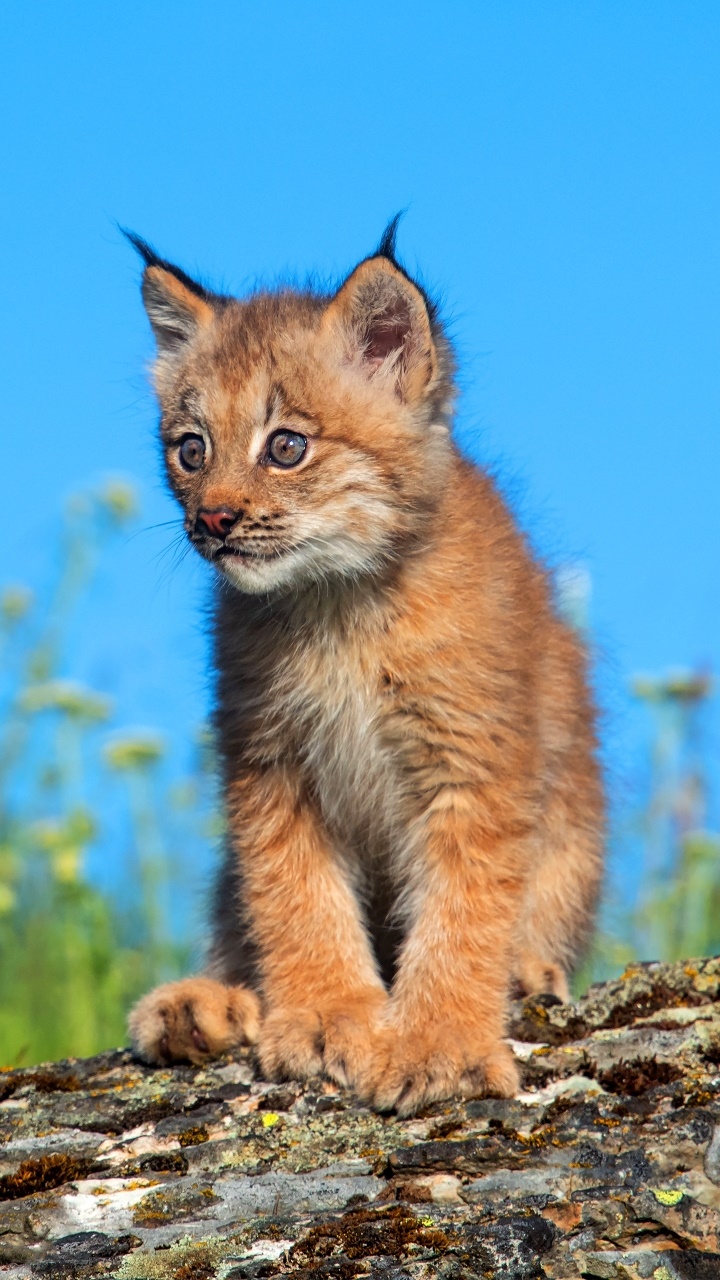 Baby Lynx Wallpapers - Wallpaper Cave