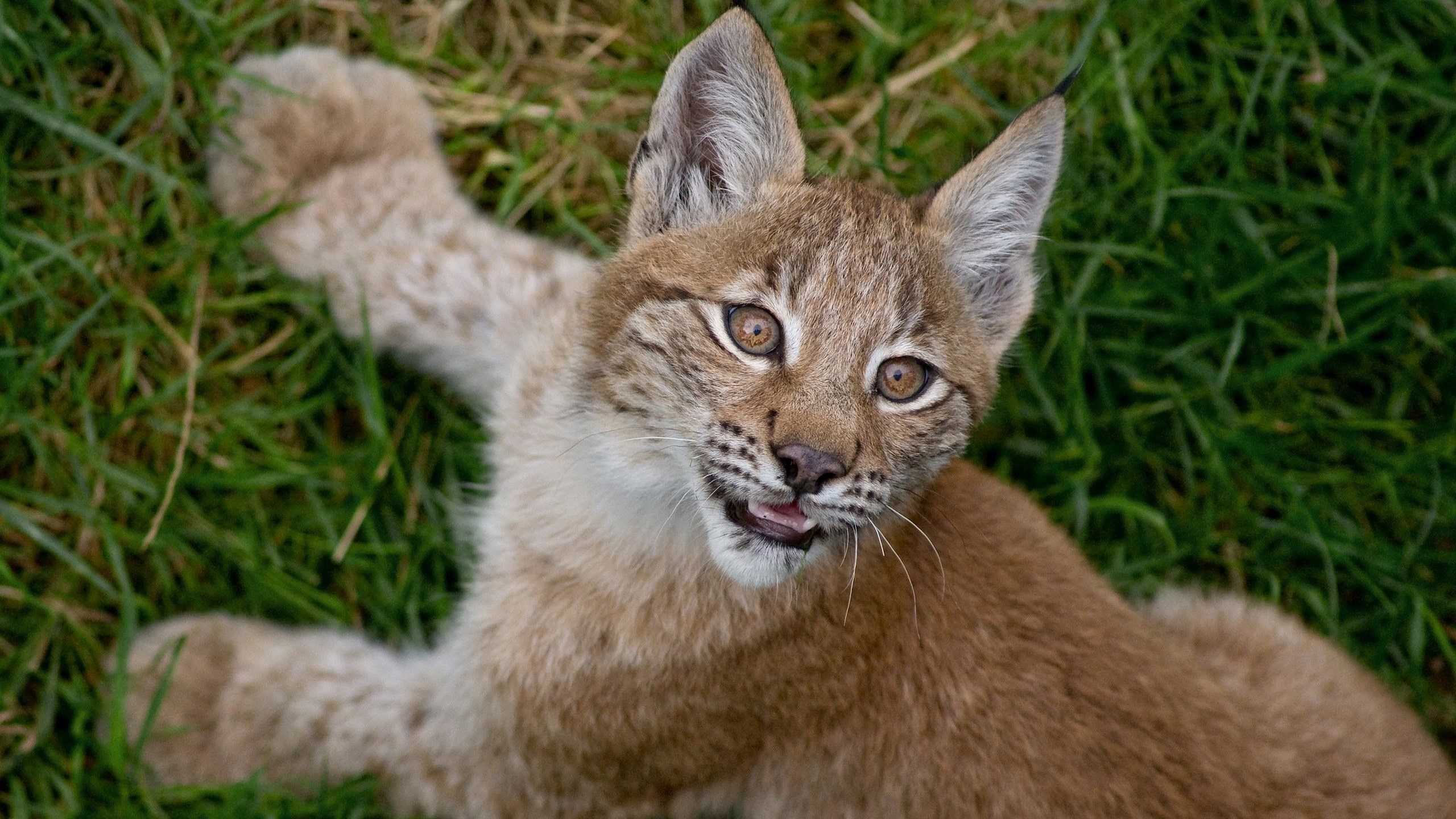 Baby Lynx Wallpapers - Wallpaper Cave