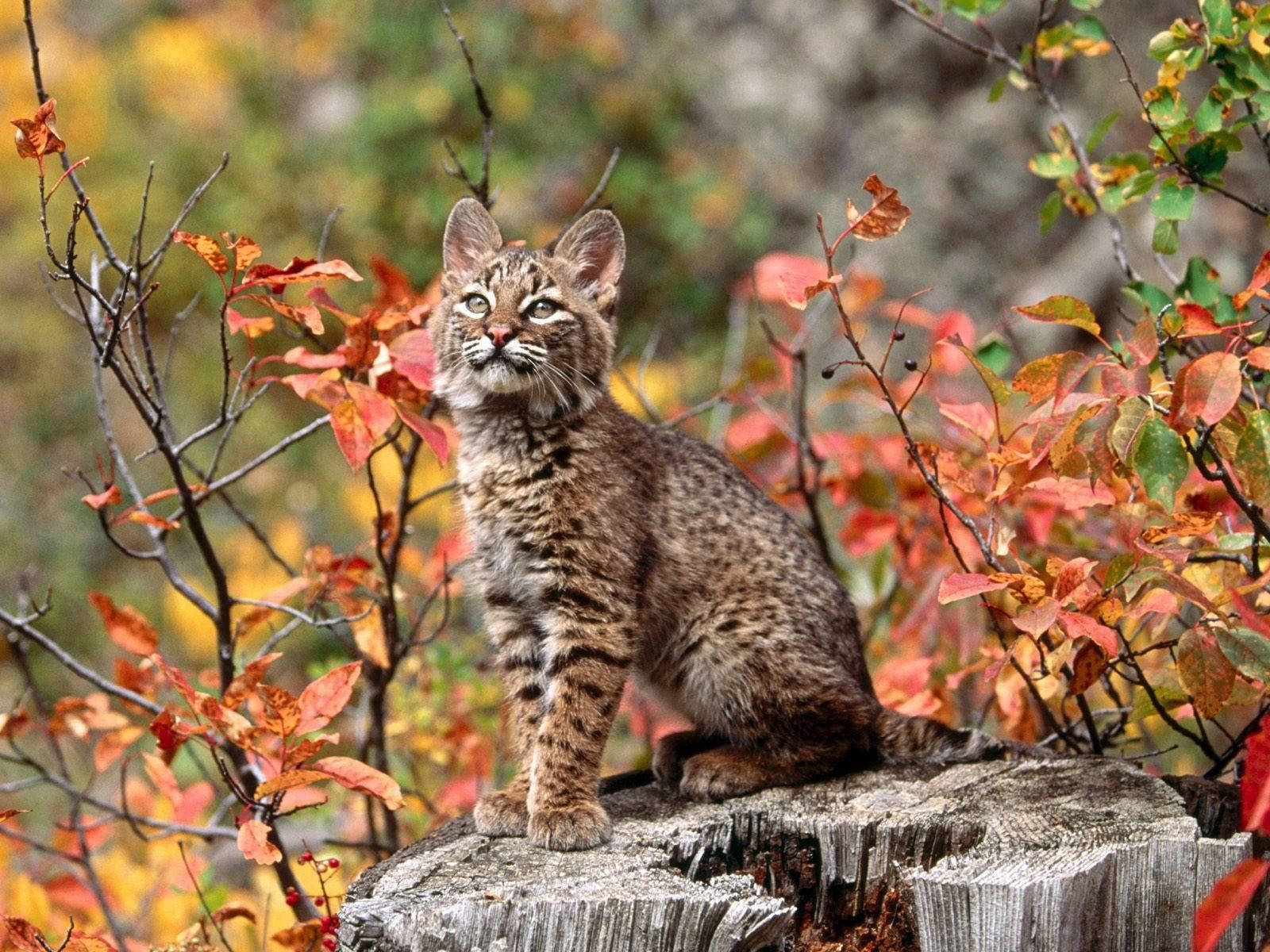 Baby Lynx Wallpapers - Wallpaper Cave
