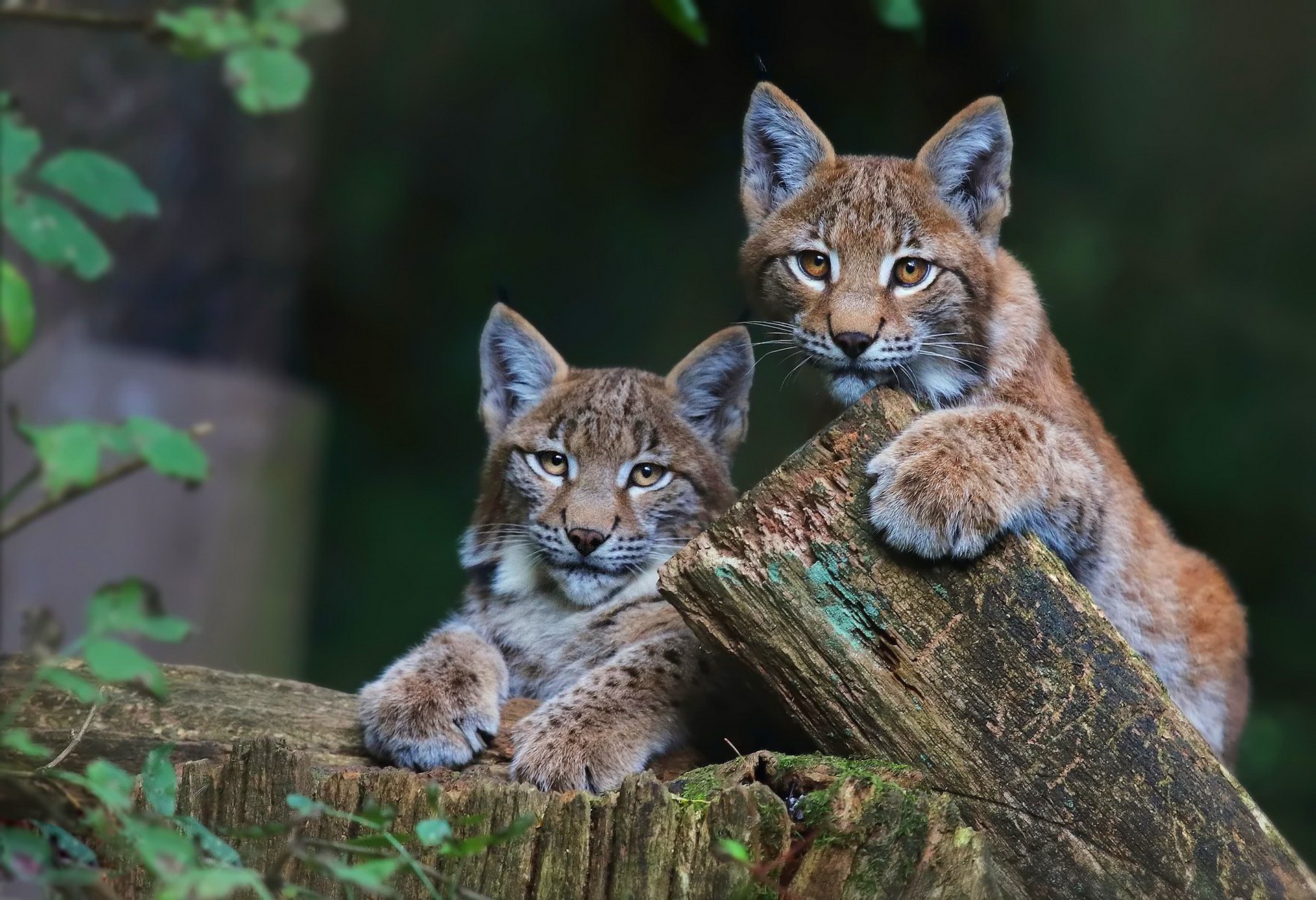 Baby Lynx Wallpapers - Wallpaper Cave