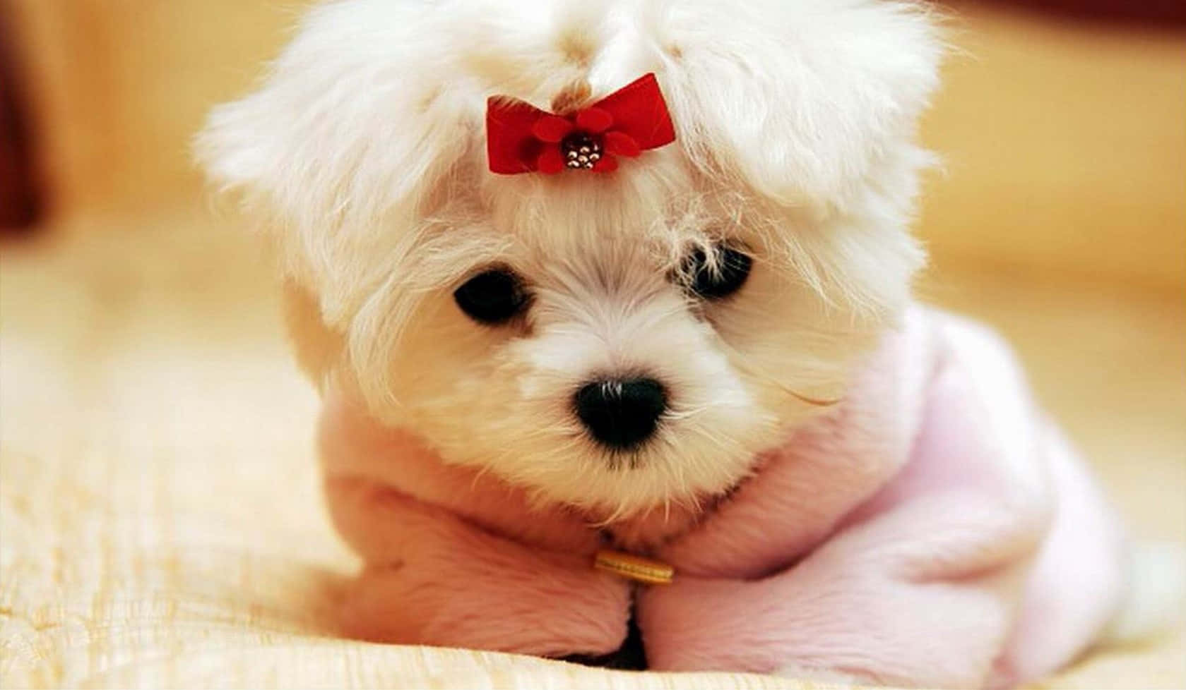 Cute Fluffy Dogs Wallpapers - Wallpaper Cave
