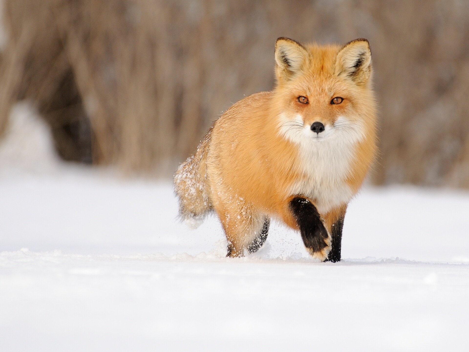 Fox In Snow Wallpapers - Wallpaper Cave