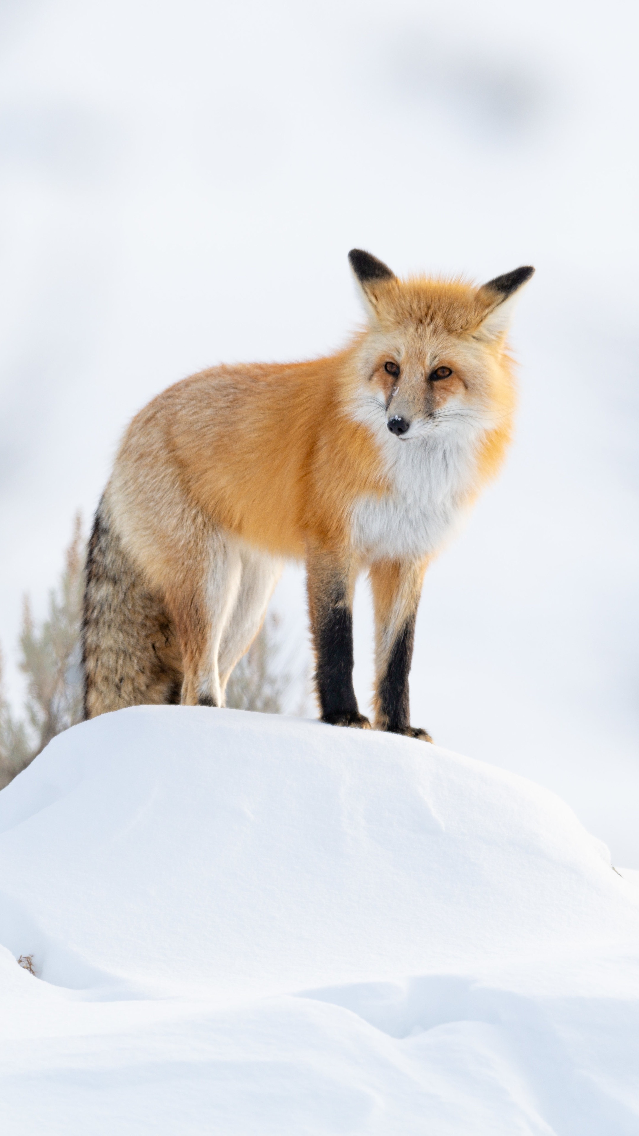 Fox In Snow Wallpapers - Wallpaper Cave