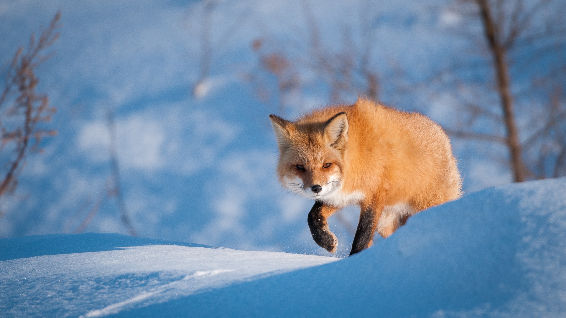 Fox In Snow Wallpapers - Wallpaper Cave