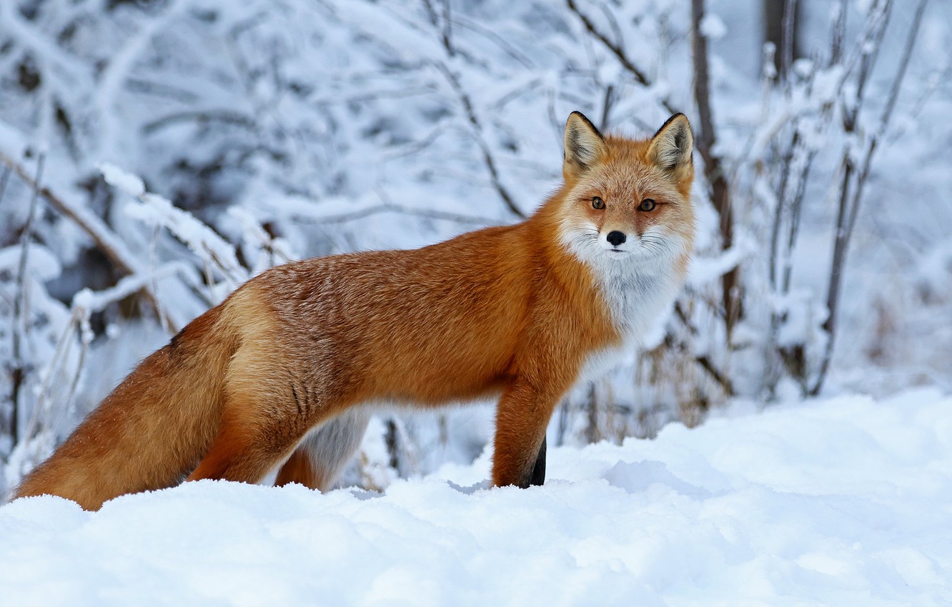 Fox In Snow Wallpapers - Wallpaper Cave