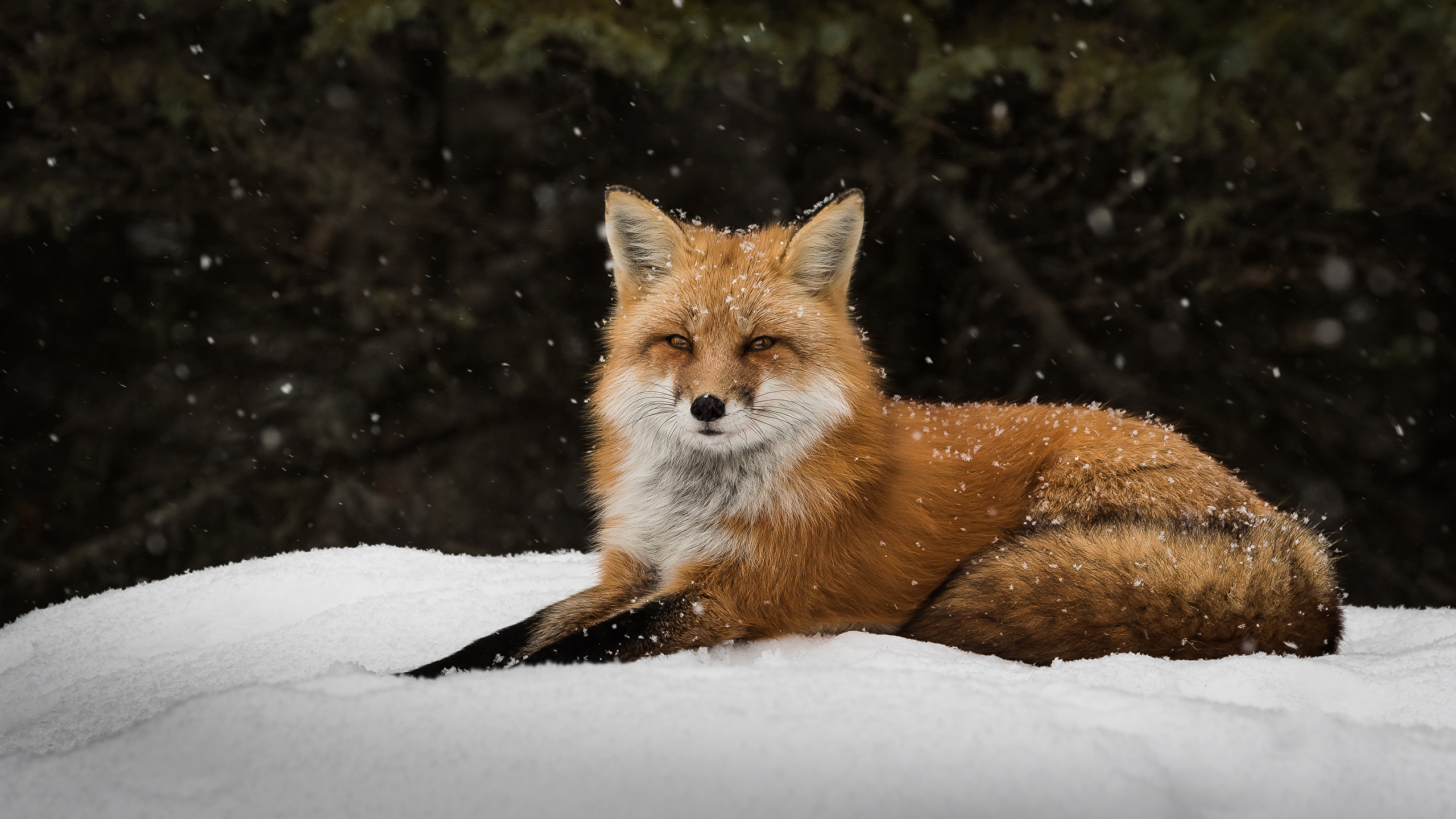 Fox In Snow Wallpapers - Wallpaper Cave