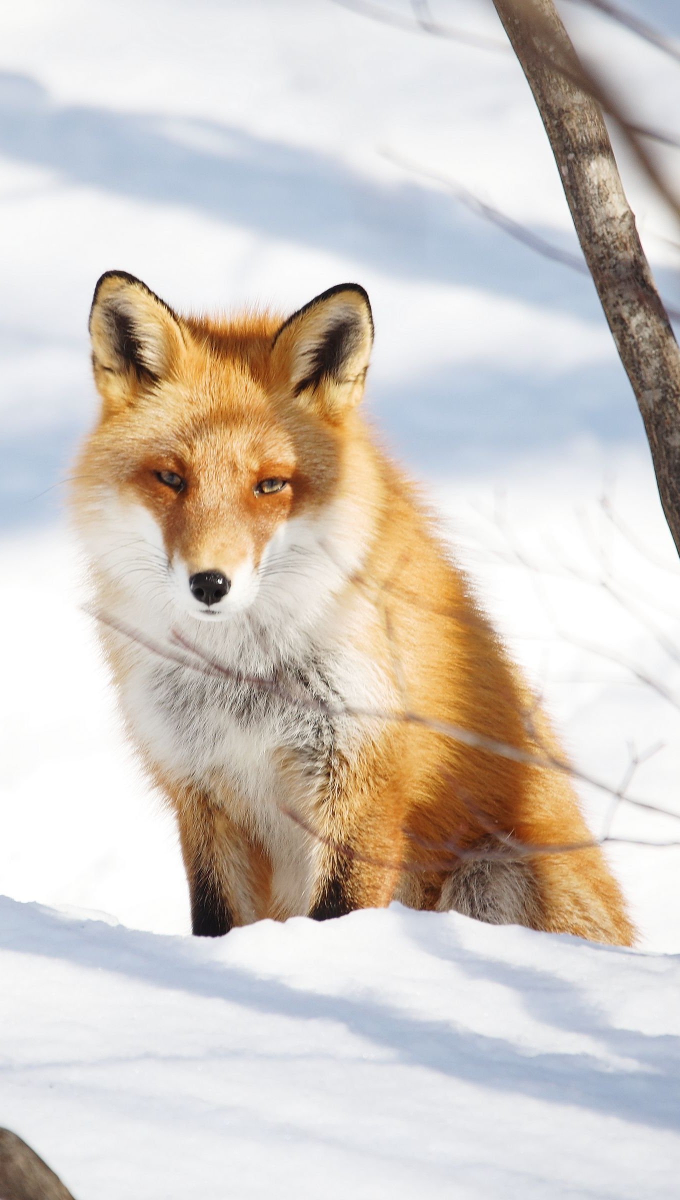 Fox In Snow Wallpapers - Wallpaper Cave