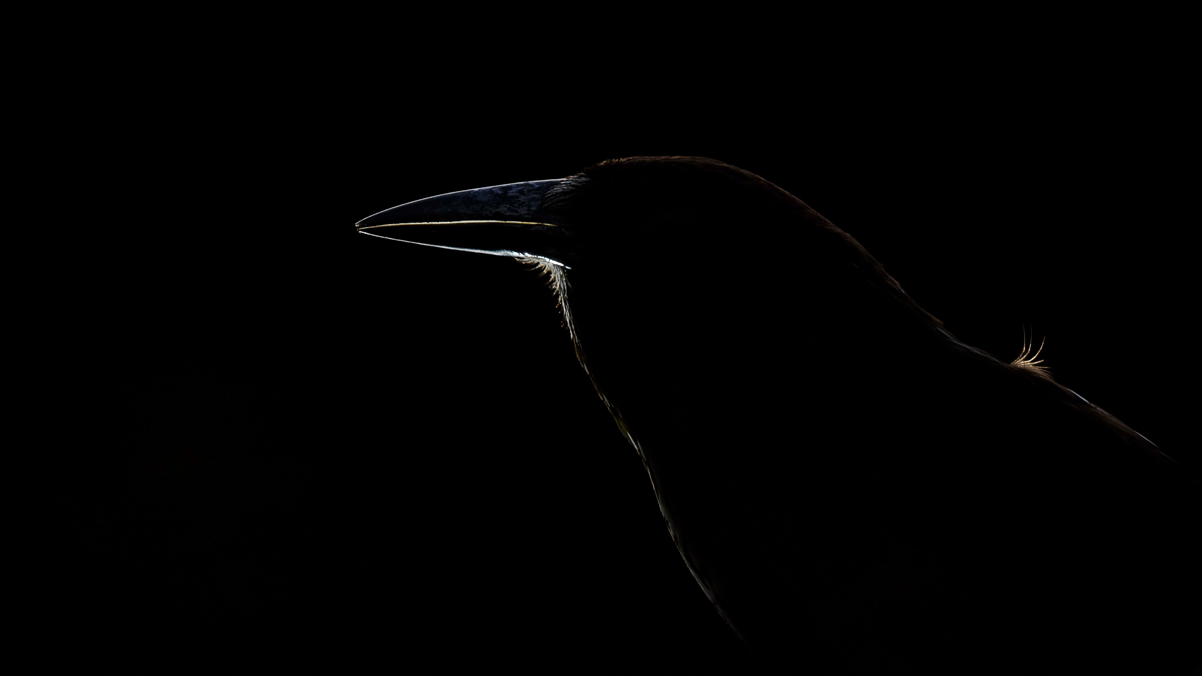 Raven 4k Wallpapers - Wallpaper Cave