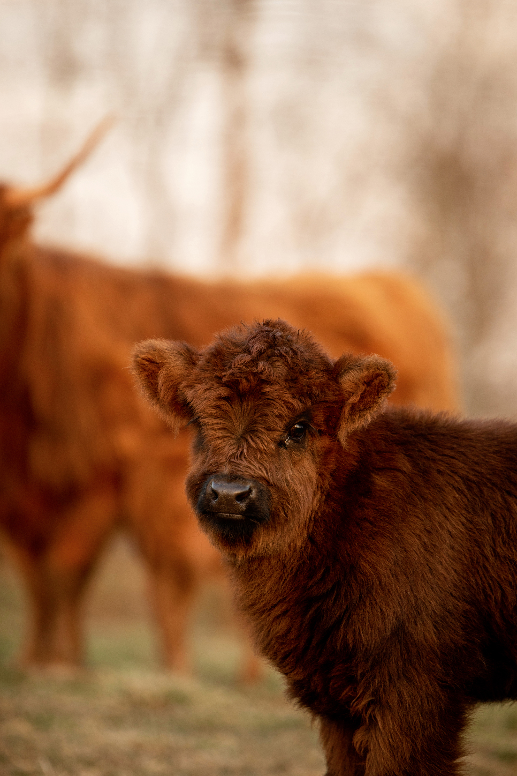 Baby Highland Cows Wallpapers - Wallpaper Cave