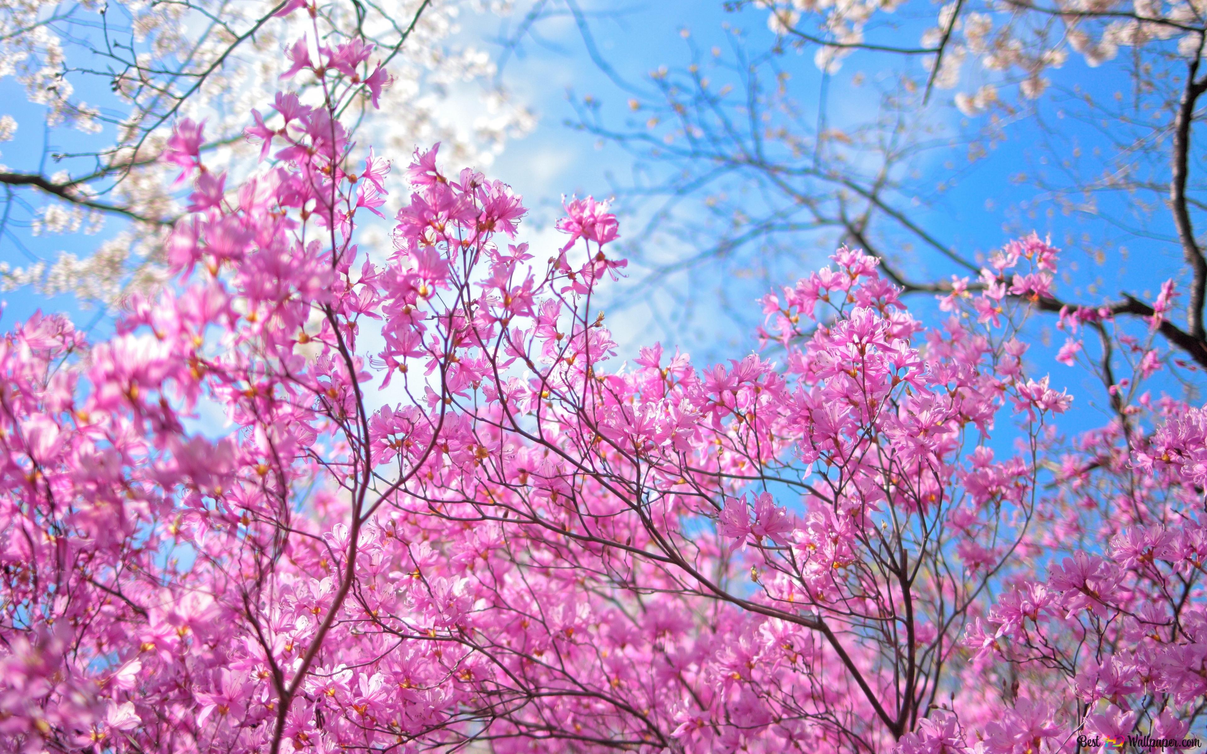 Spring 3840x2400 Wallpapers - Wallpaper Cave