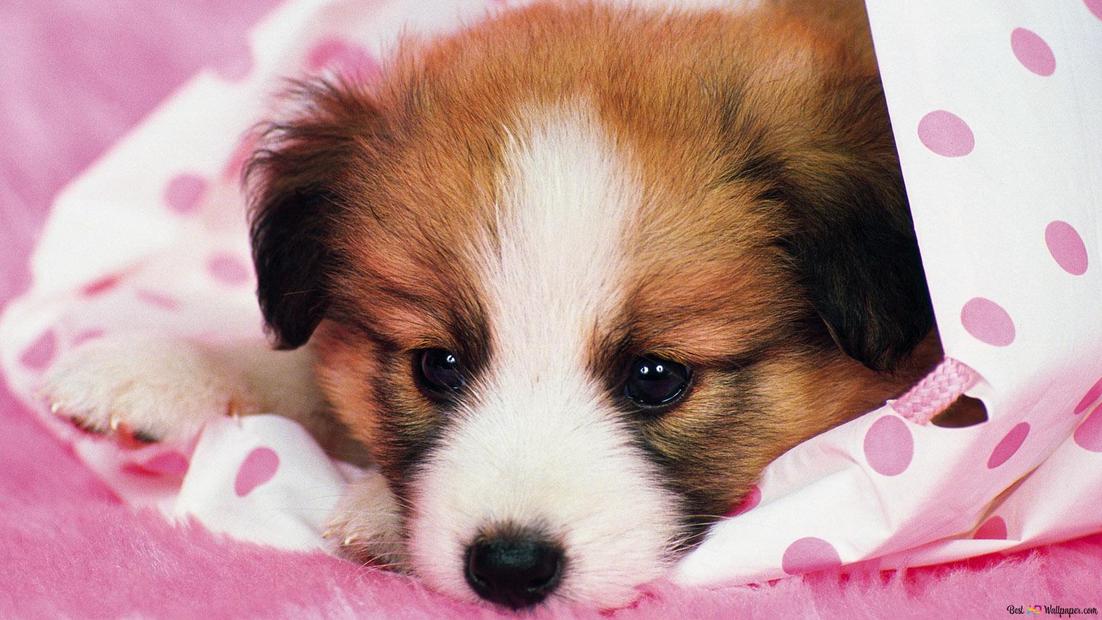 Pink Cute Dog Wallpapers - Wallpaper Cave