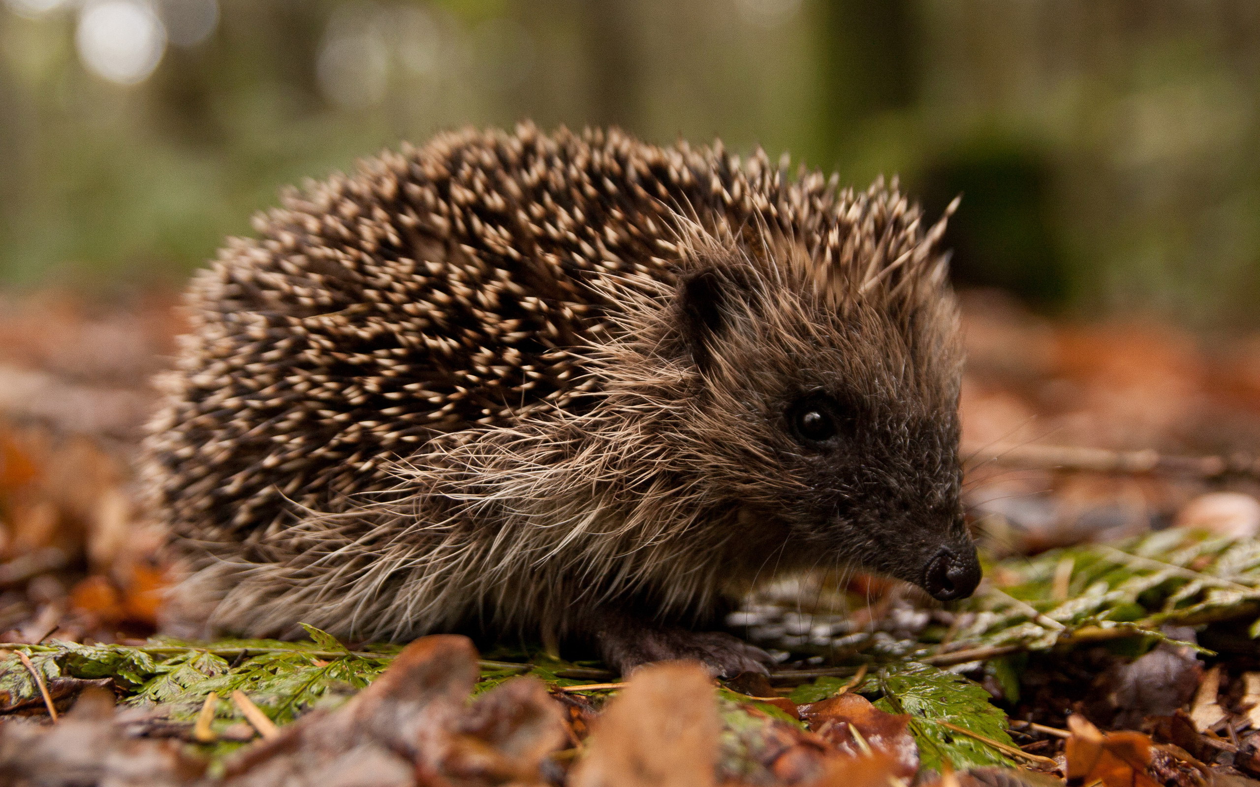 European Hedgehog Wallpapers - Wallpaper Cave