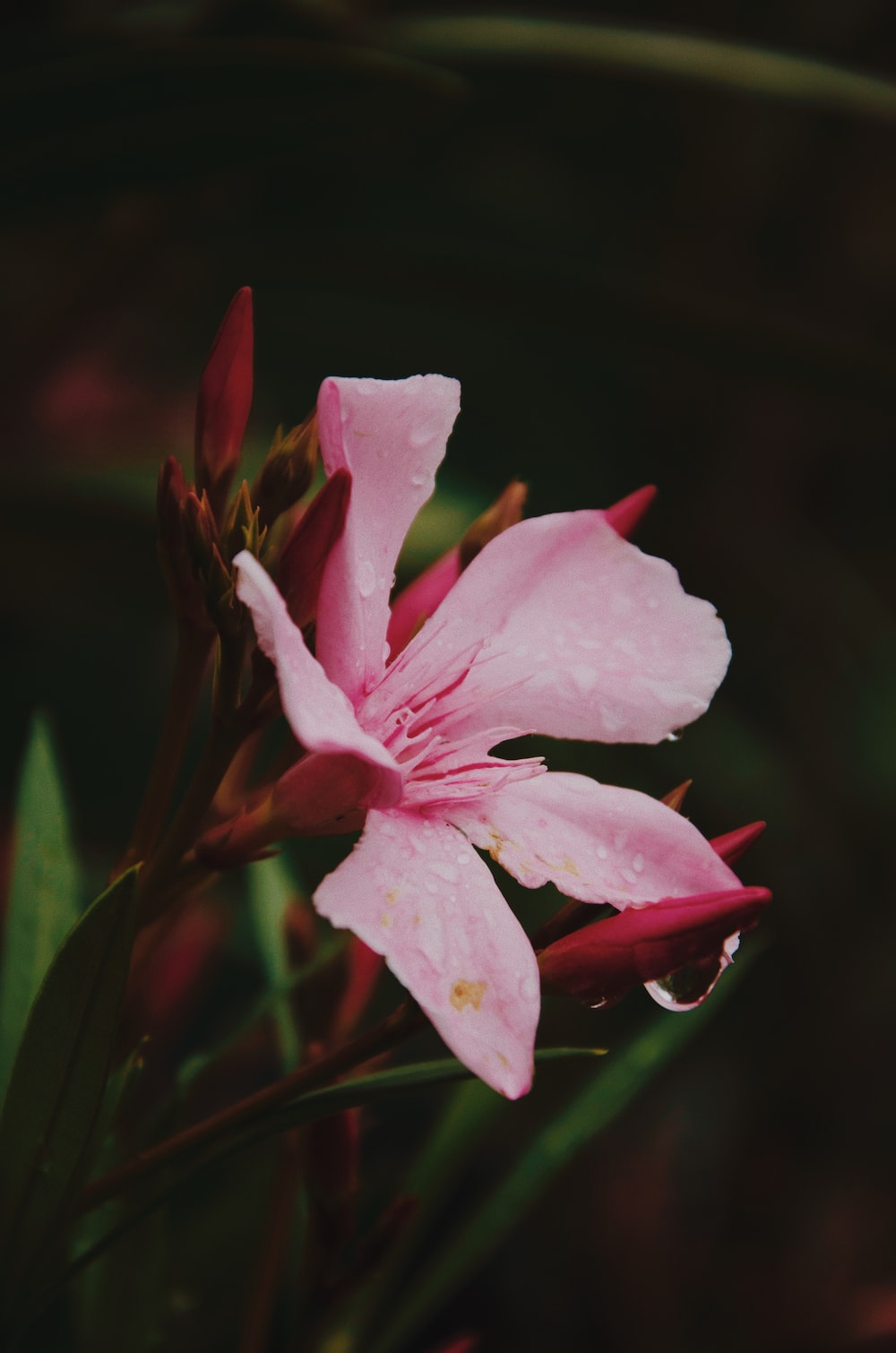 Oleander Wallpapers - Wallpaper Cave