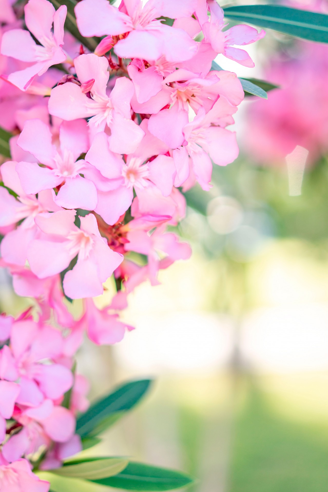Oleander Wallpapers - Wallpaper Cave