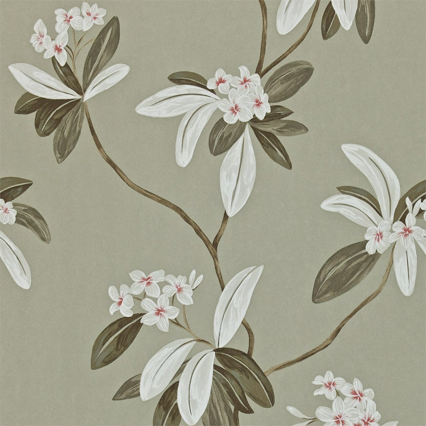 Oleander Wallpapers - Wallpaper Cave