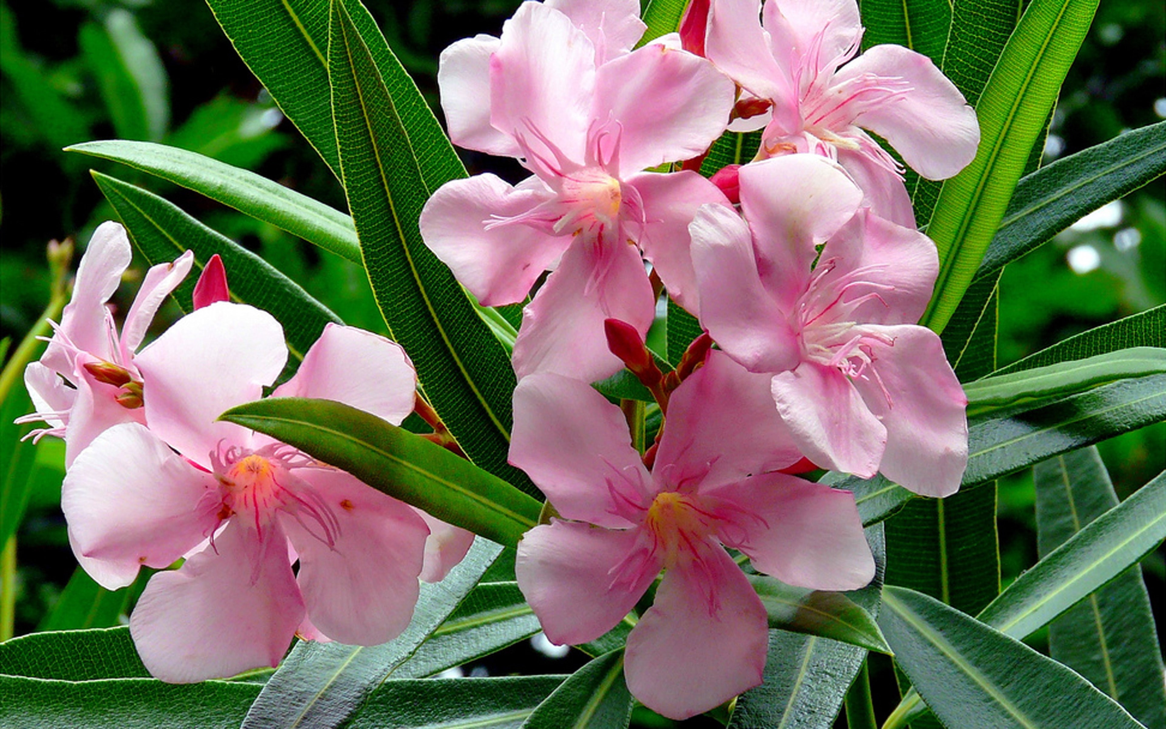 Oleander Wallpapers - Wallpaper Cave