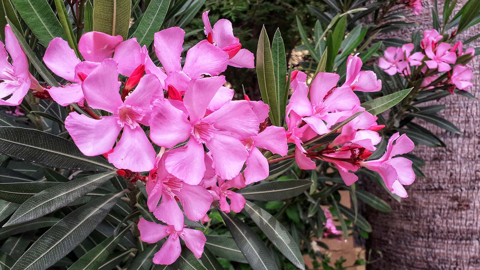 Oleander Wallpapers - Wallpaper Cave