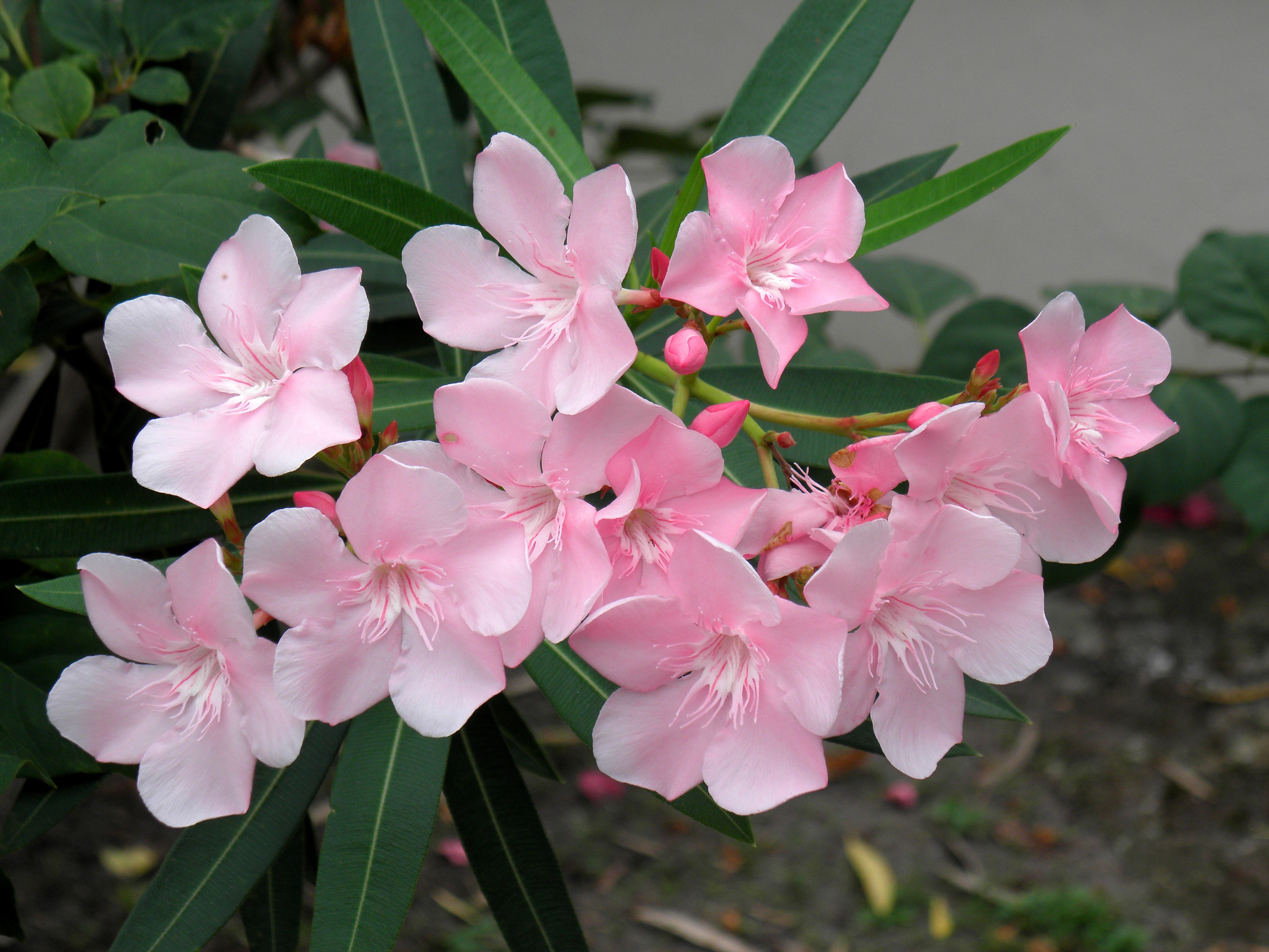 Oleander Wallpapers - Wallpaper Cave