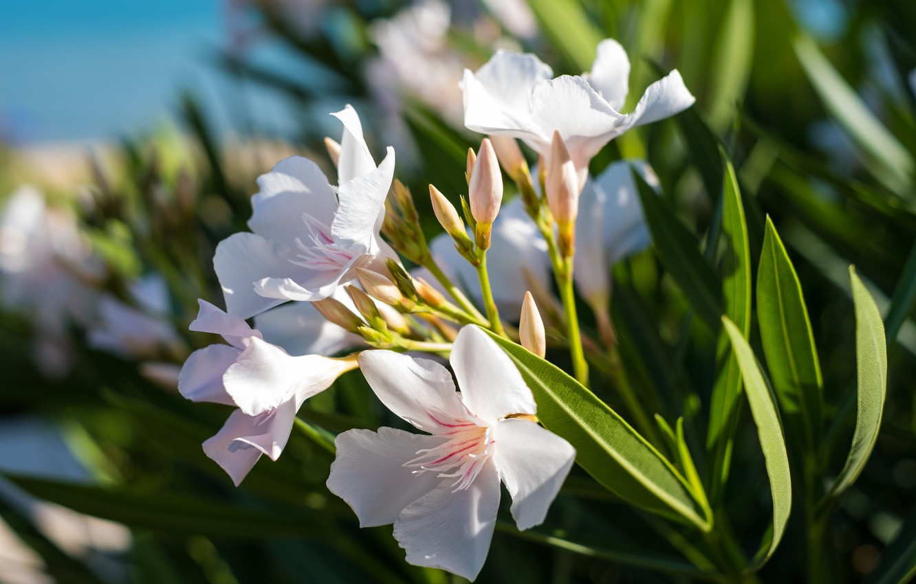 Oleander Wallpapers - Wallpaper Cave
