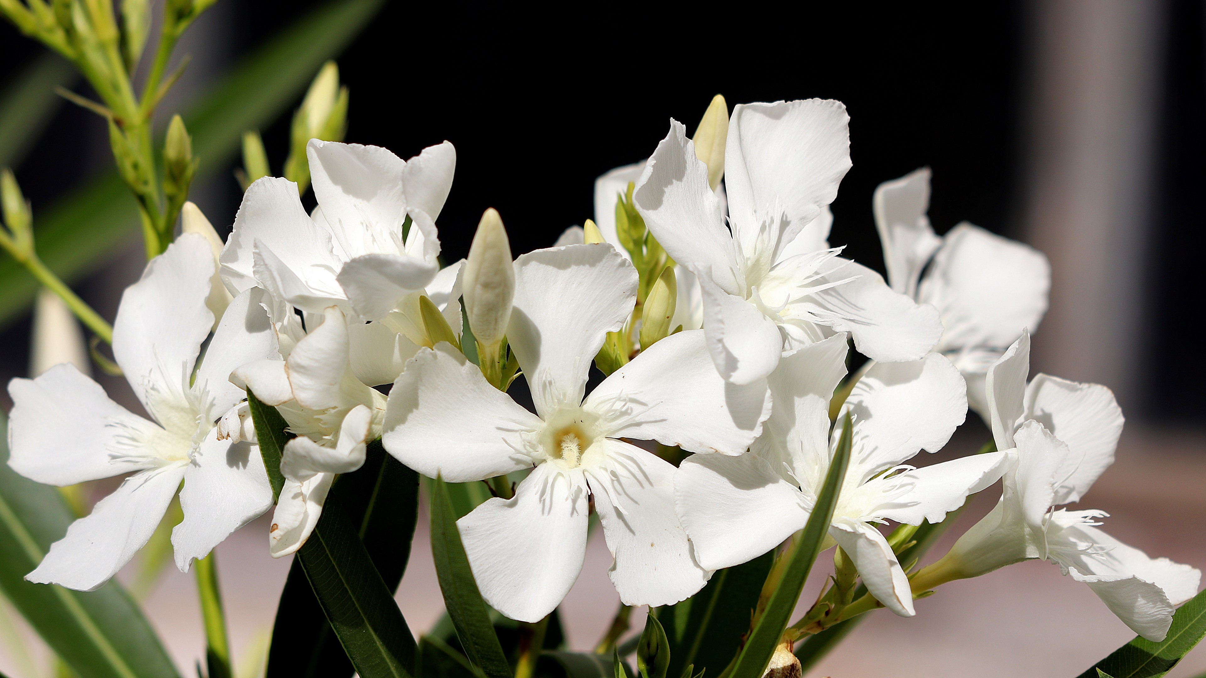 Oleander Wallpapers - Wallpaper Cave