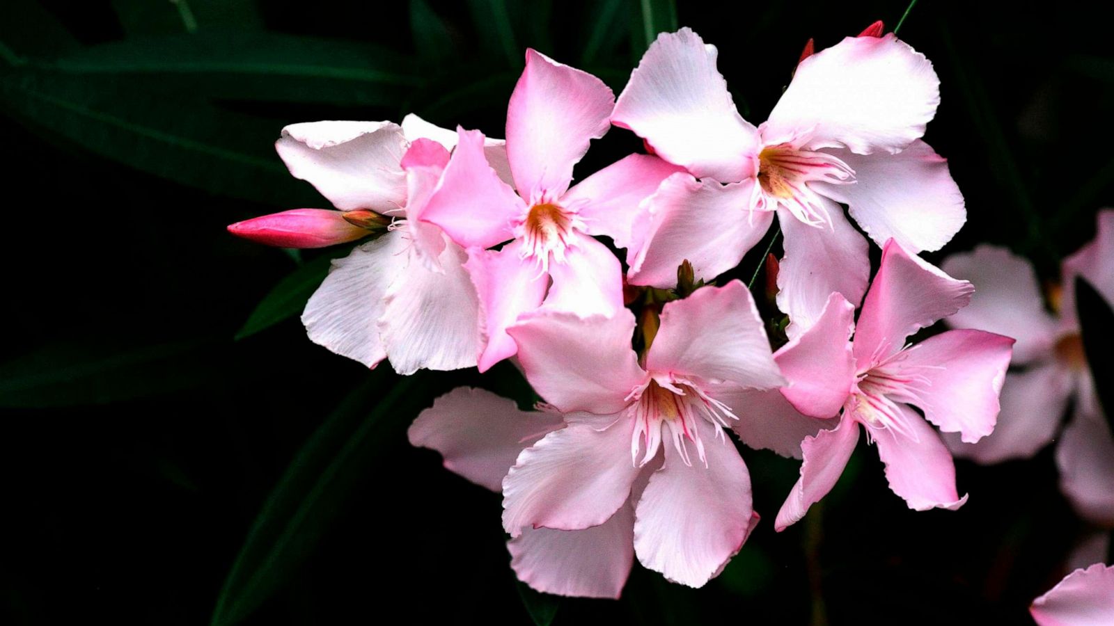 Oleander Wallpapers - Wallpaper Cave