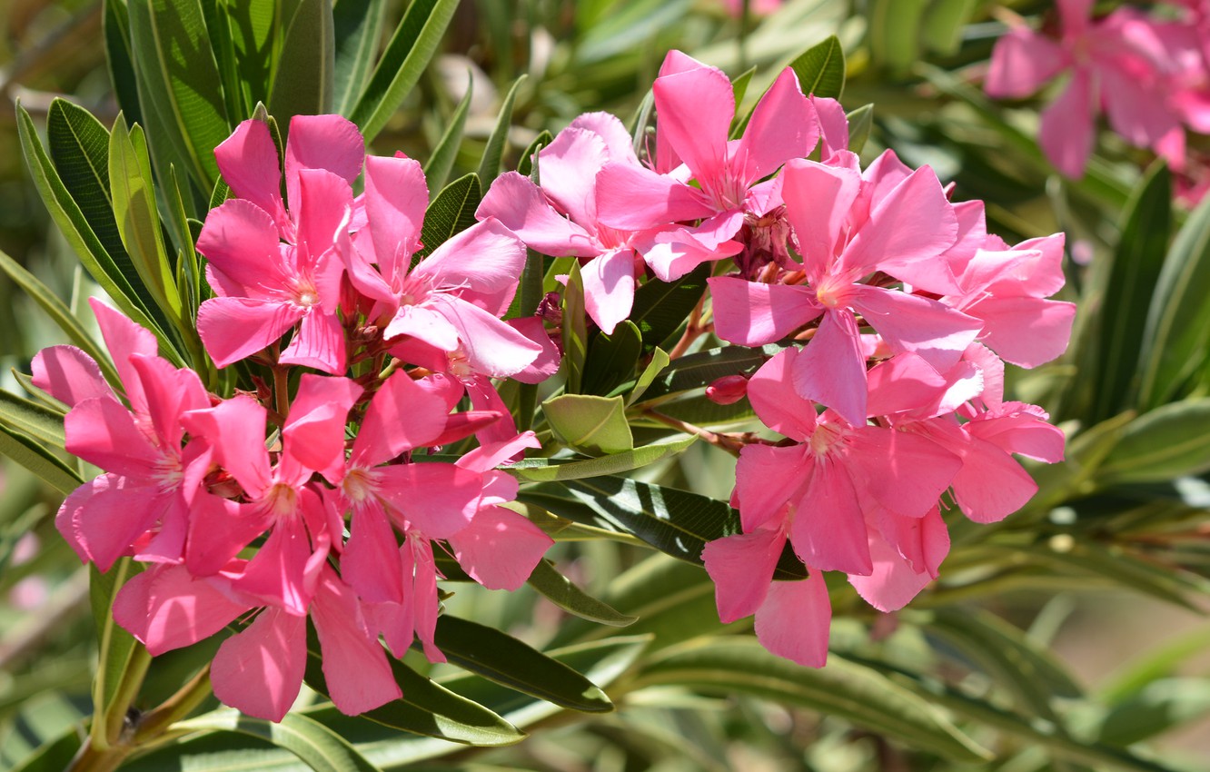 Oleander Wallpapers - Wallpaper Cave