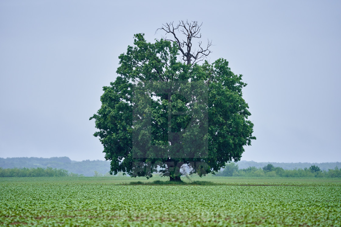Oak Tree Farm Wallpapers - Wallpaper Cave