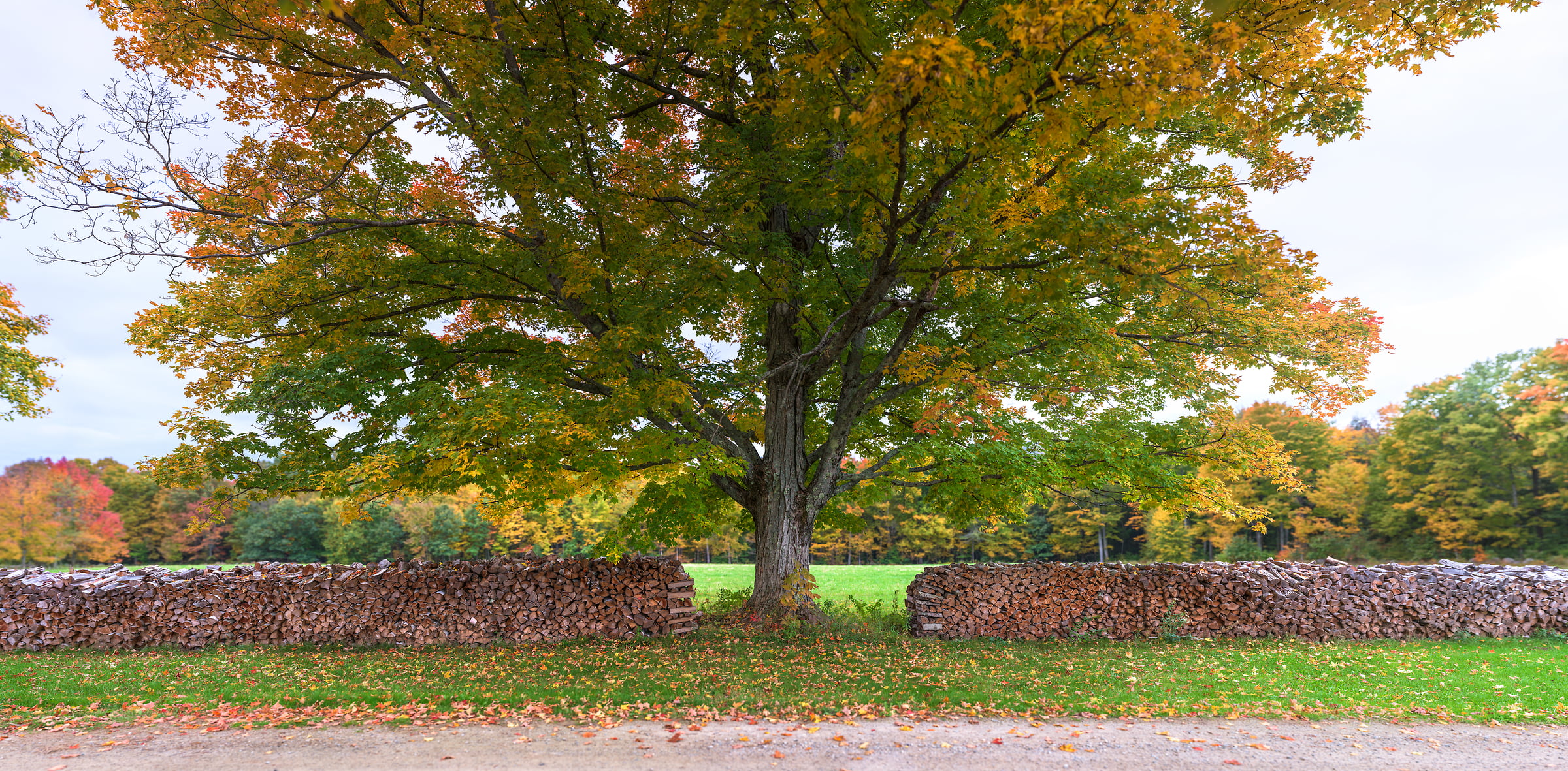 Oak Tree Farm Wallpapers - Wallpaper Cave