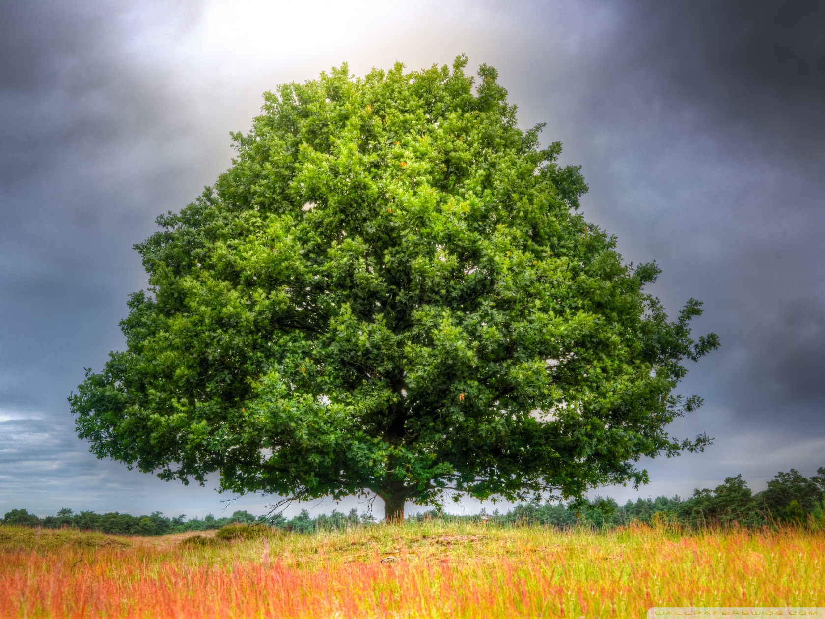 Oak Tree Farm Wallpapers - Wallpaper Cave