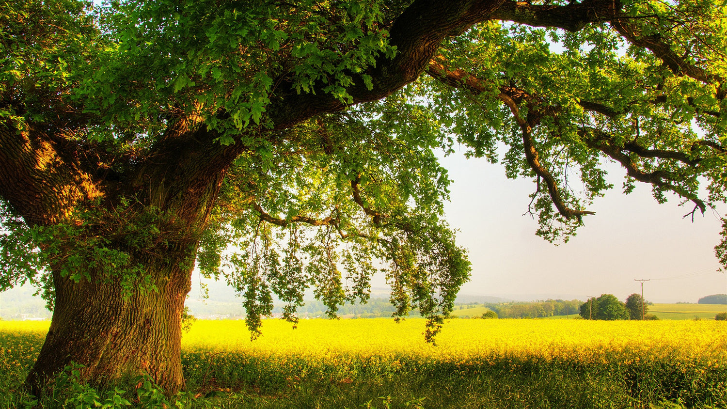 Oak Tree Farm Wallpapers - Wallpaper Cave