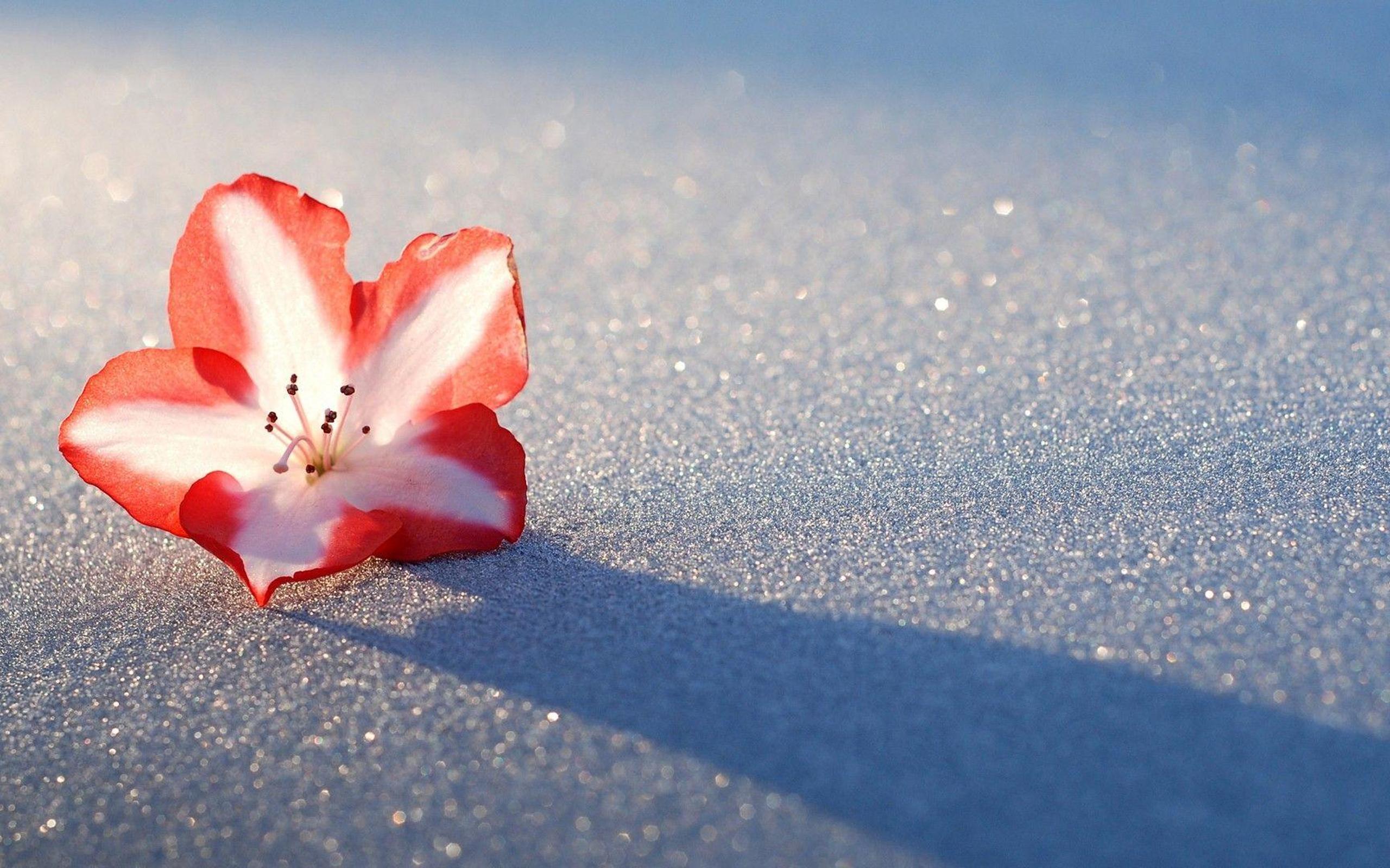 Magical White Flower Wallpapers - Wallpaper Cave