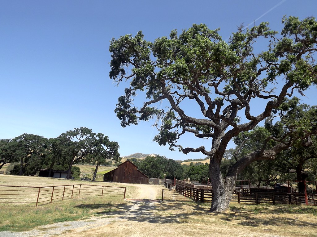 Oak Tree Farm Wallpapers - Wallpaper Cave