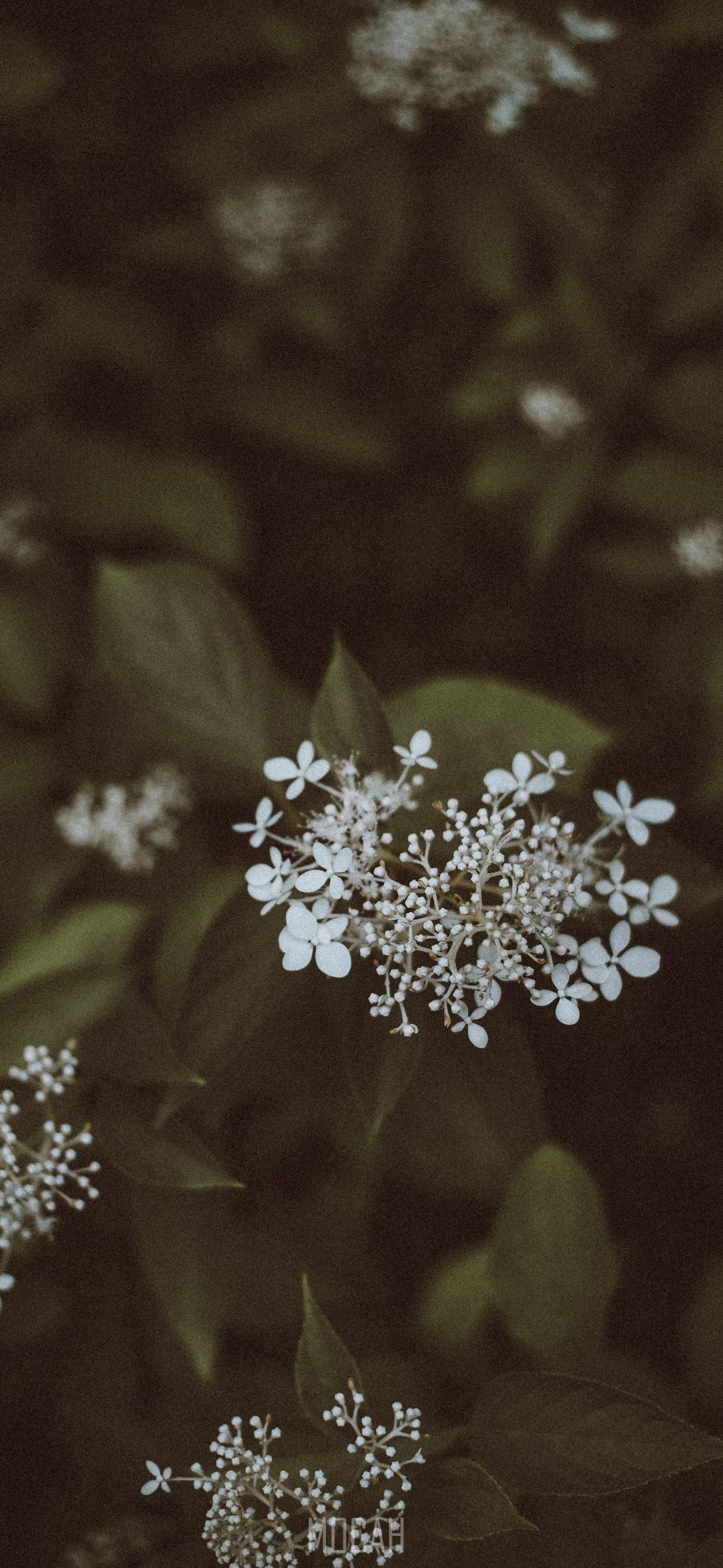 Magical White Flower Wallpapers - Wallpaper Cave