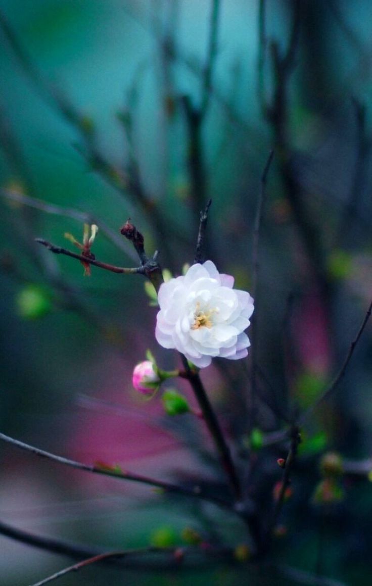 Magical White Flower Wallpapers - Wallpaper Cave