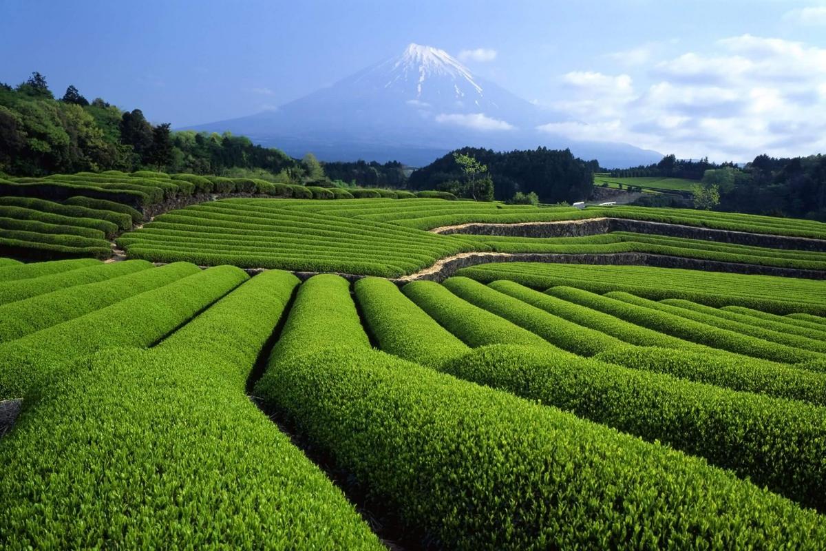 Japanese Tea Wallpapers - Wallpaper Cave