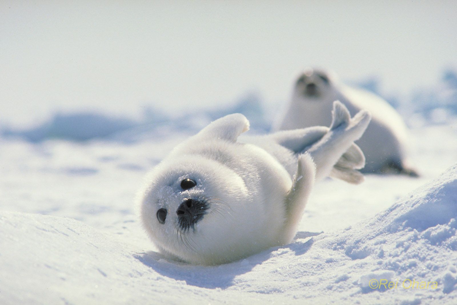 Harp Seals Wallpapers - Wallpaper Cave