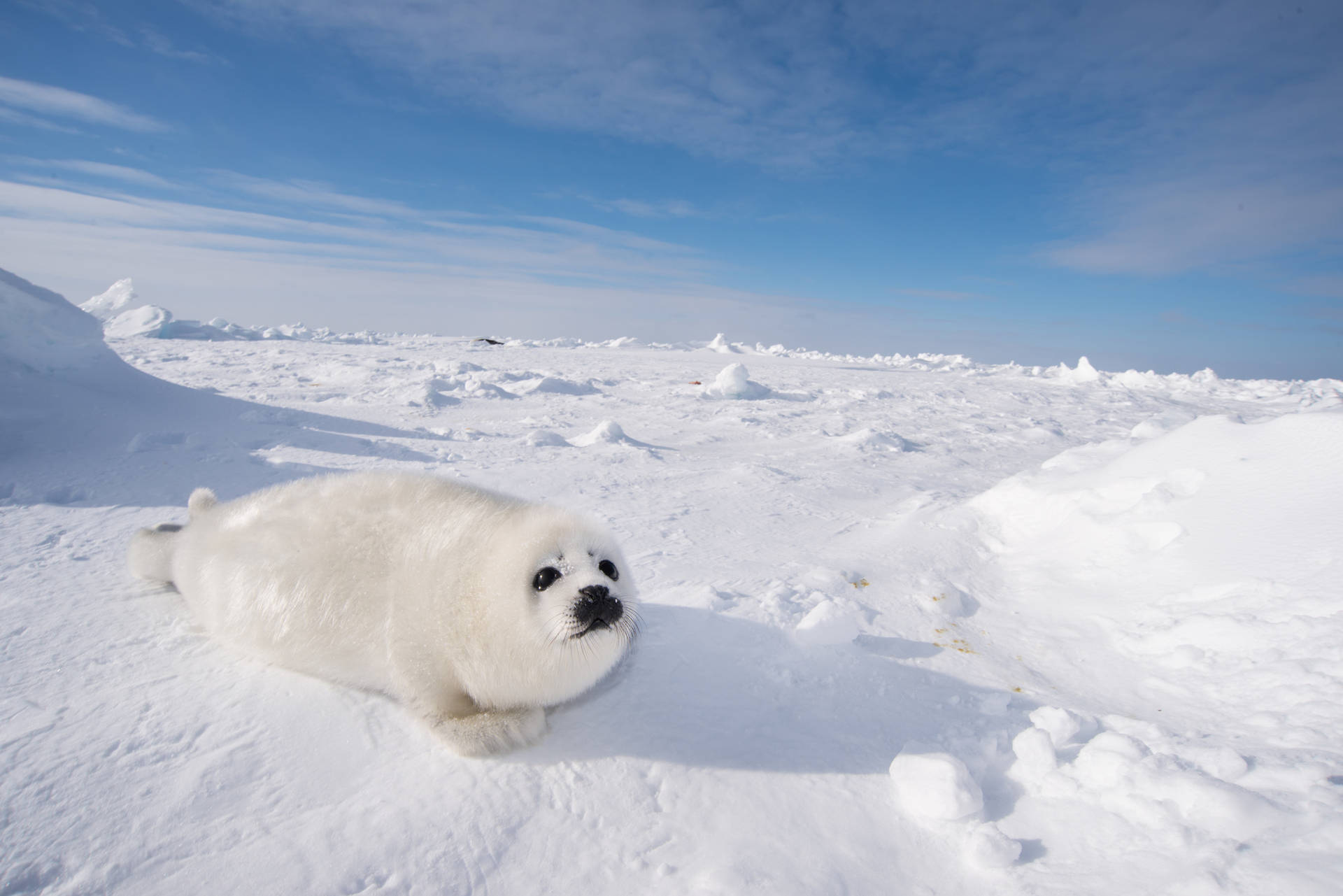 Harp Seals Wallpapers - Wallpaper Cave
