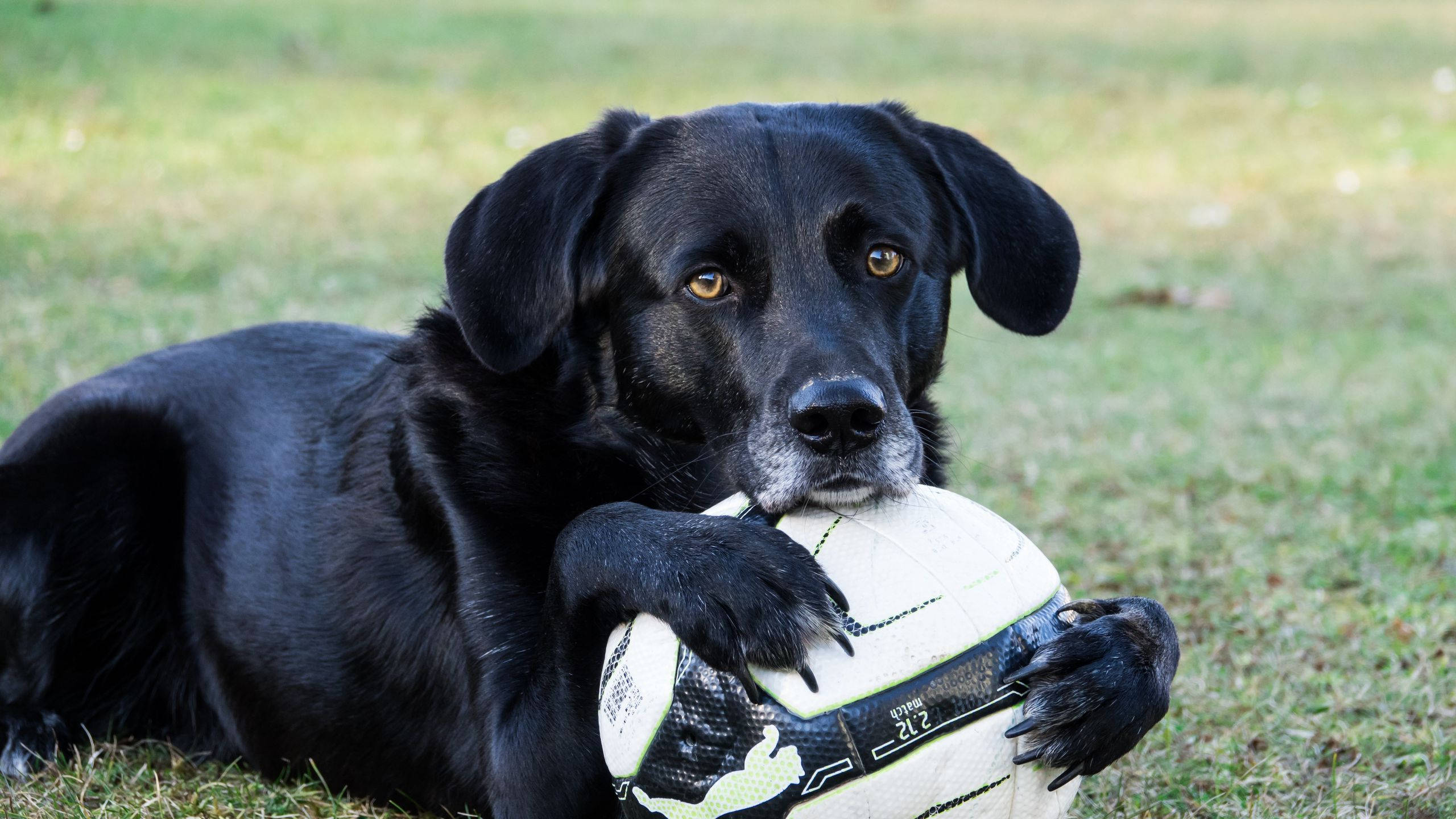 Soccer Dog Wallpapers - Wallpaper Cave
