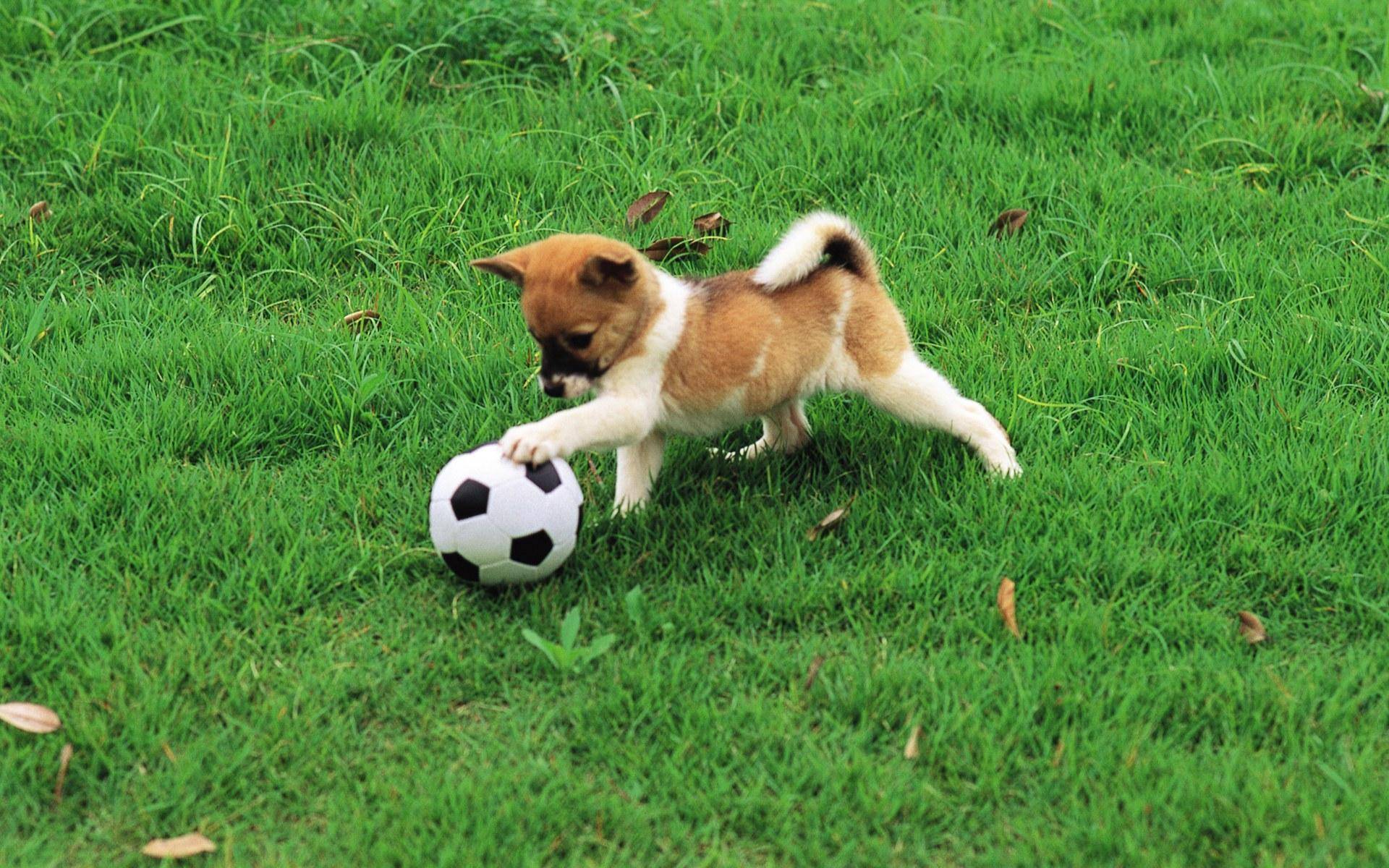 Soccer Dog Wallpapers - Wallpaper Cave